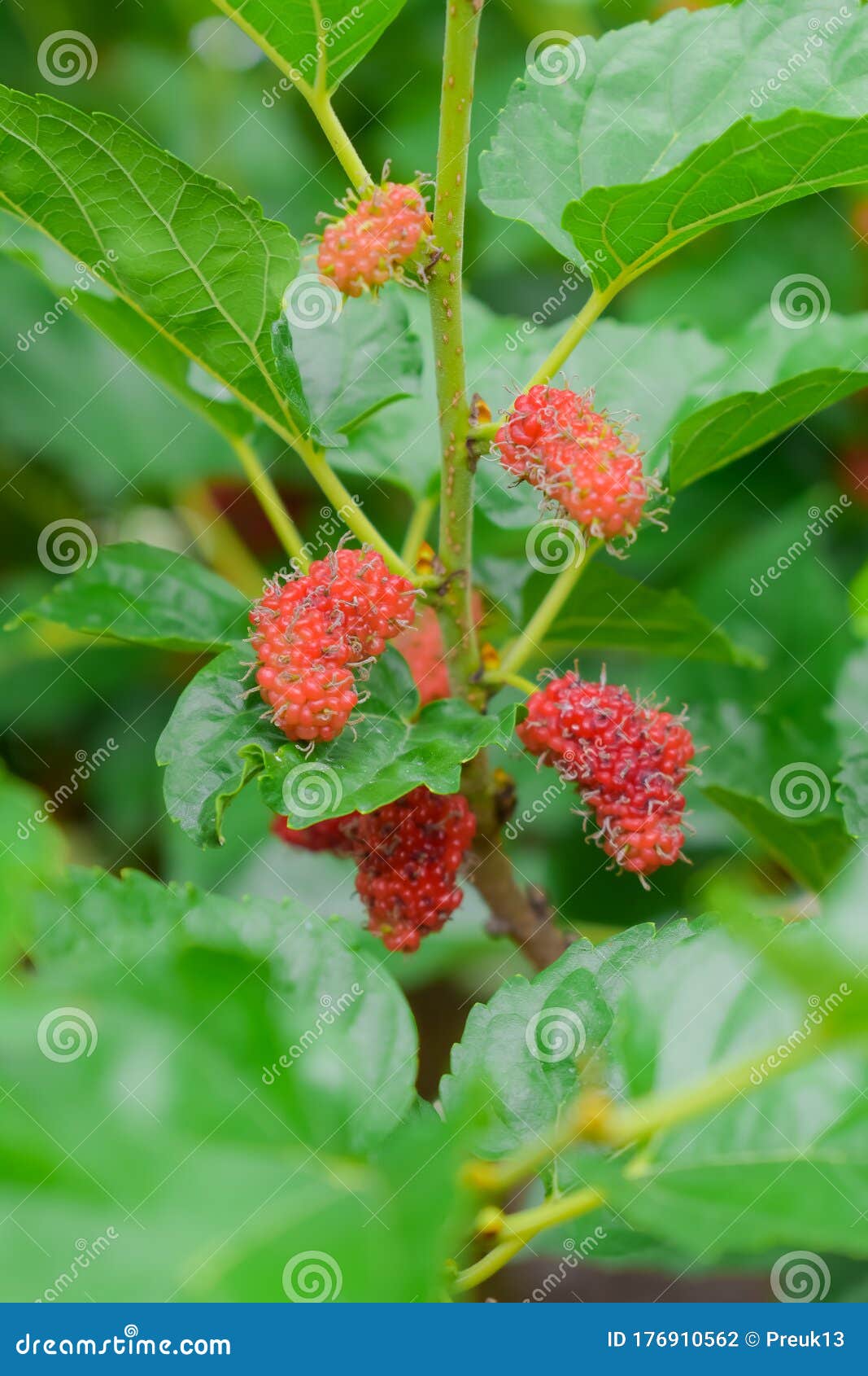 Moerbei stock foto. Image of voedsel, vitamine, installatie - 176910562