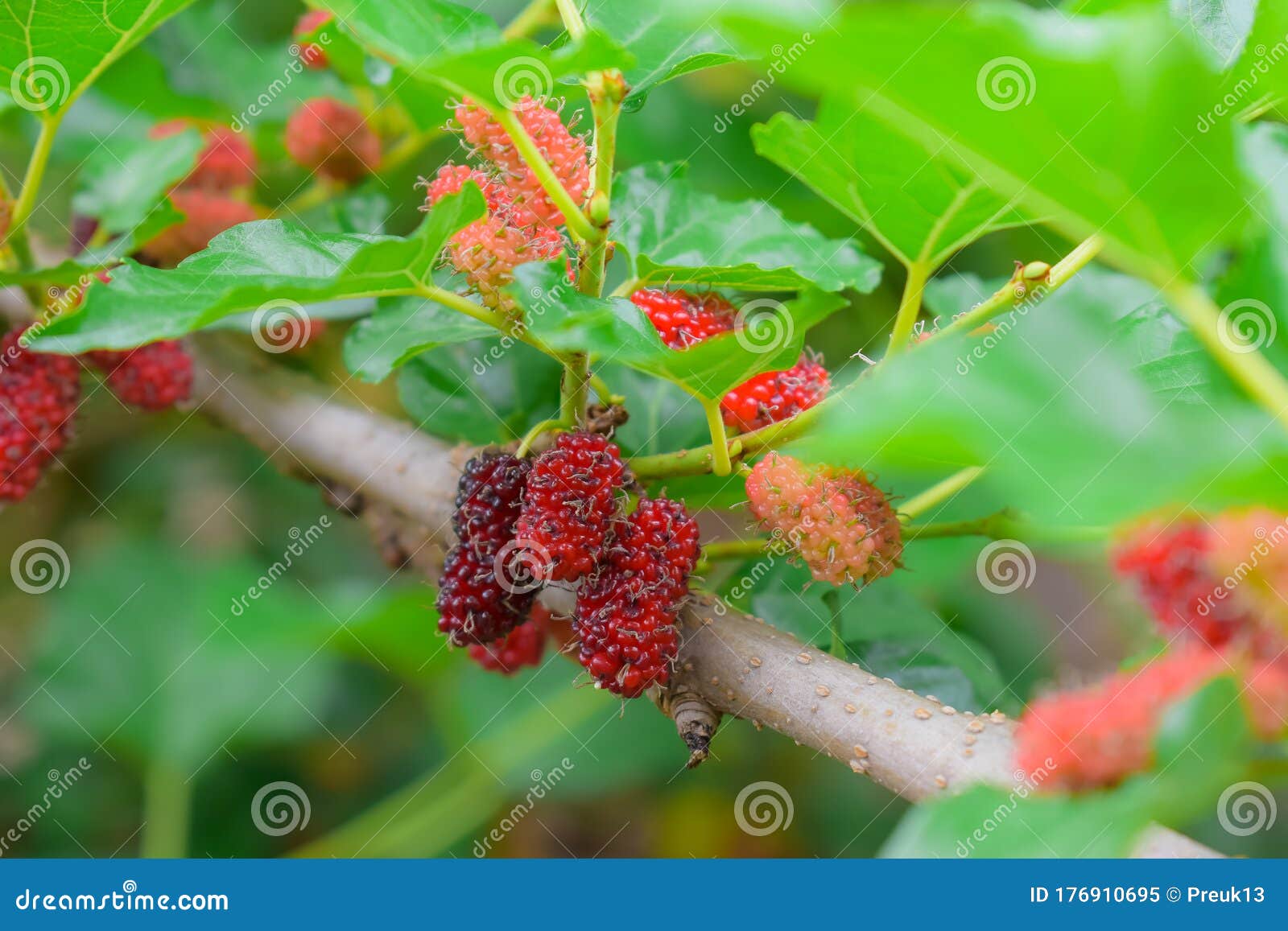 Moerbei stock afbeelding. Image of rijp, voedsel, gezond - 176910695