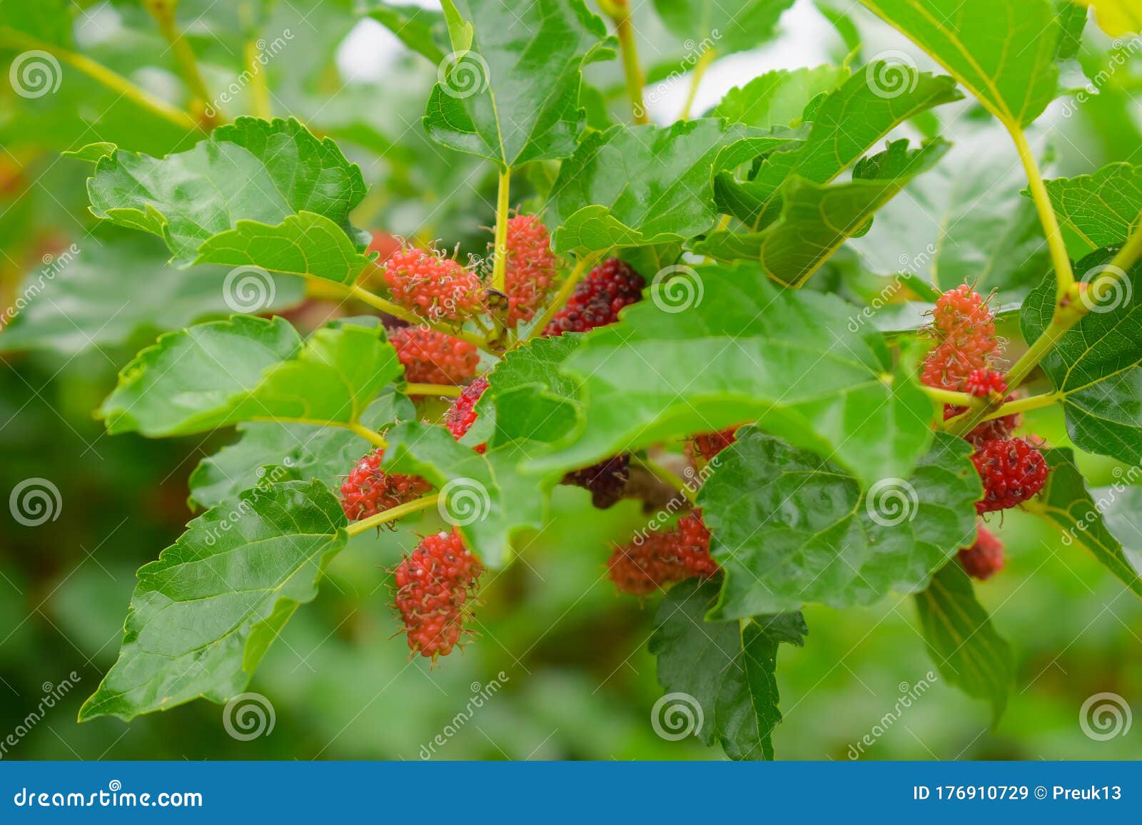 Moerbei stock afbeelding. Image of purper, voedsel, smakelijk - 176910729