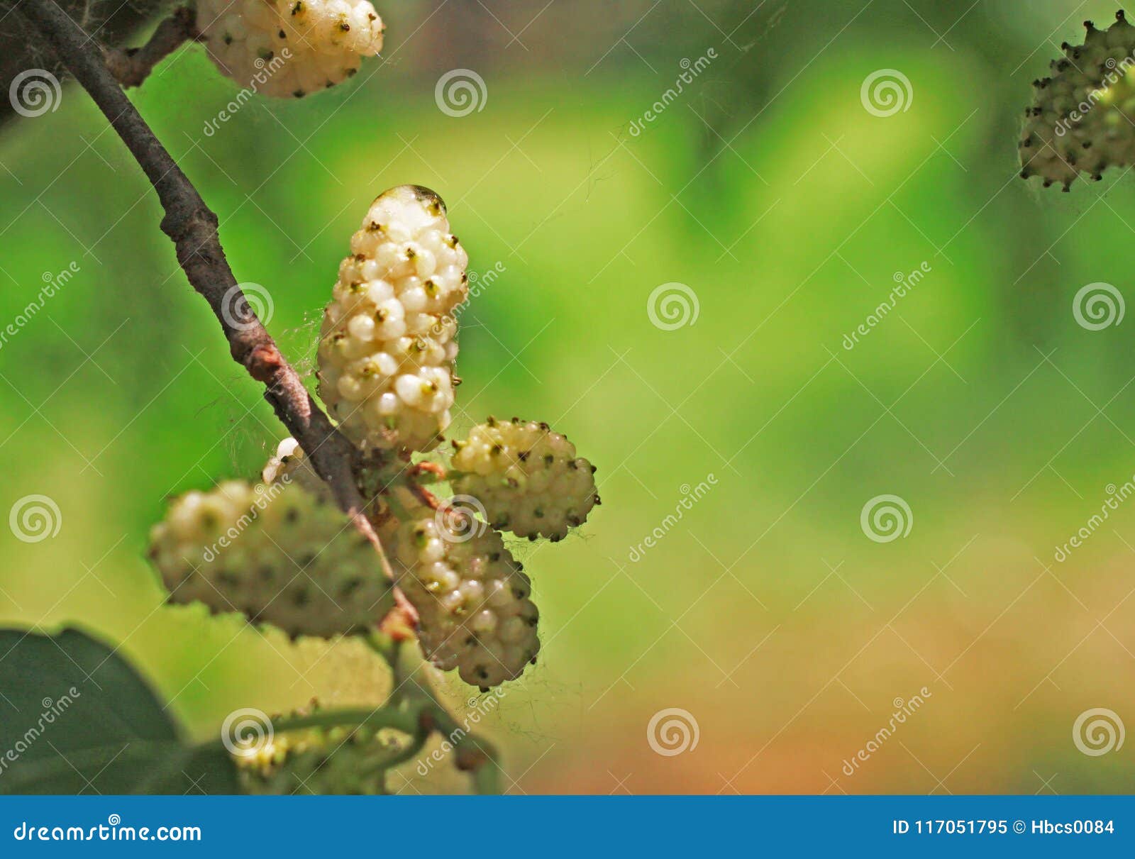 Moerbeiboom stock afbeelding. Image of vruchten, lang - 117051795