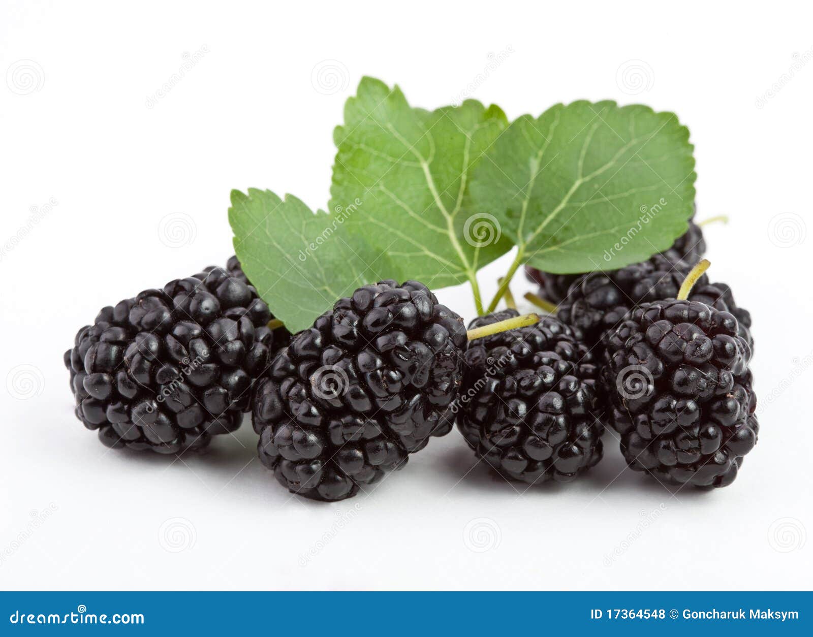 Moerbeiboom Op Een Witte Achtergrond Stock Foto - Image of schoonheid ...