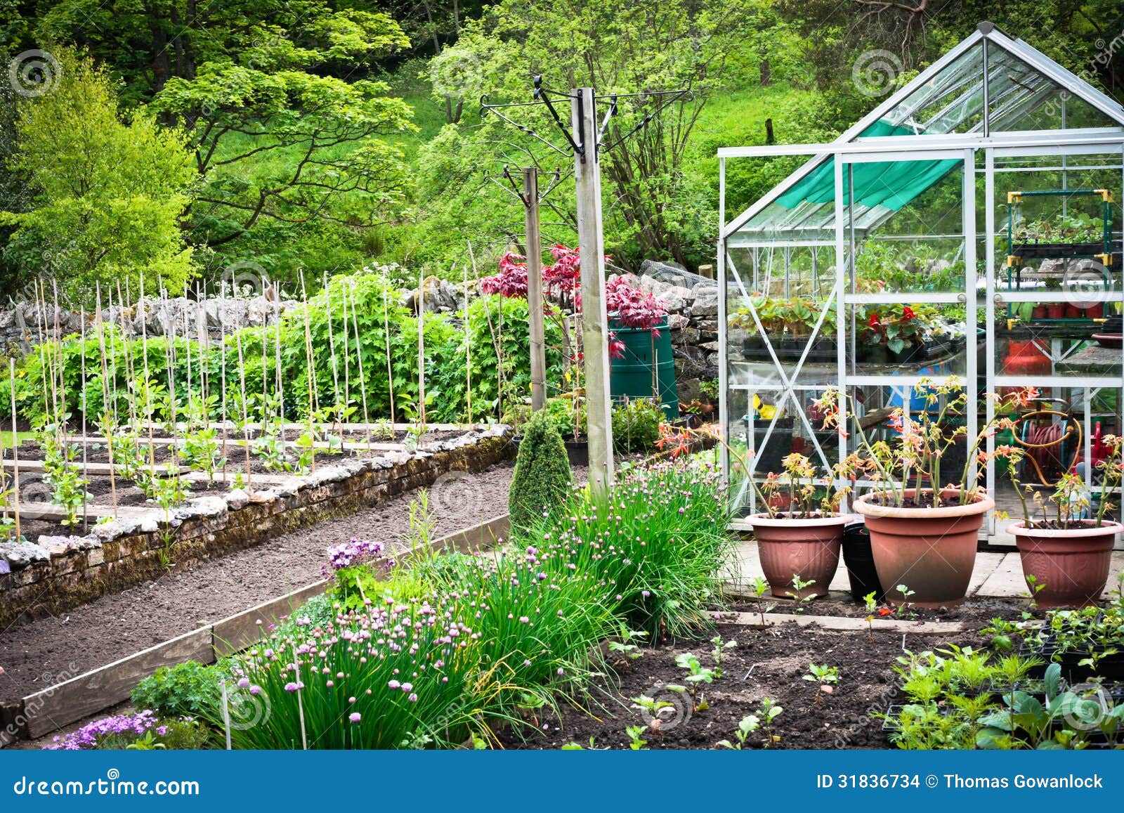 Moestuin stock foto. Image of koken, keuken, vers, voedsel - 31836734