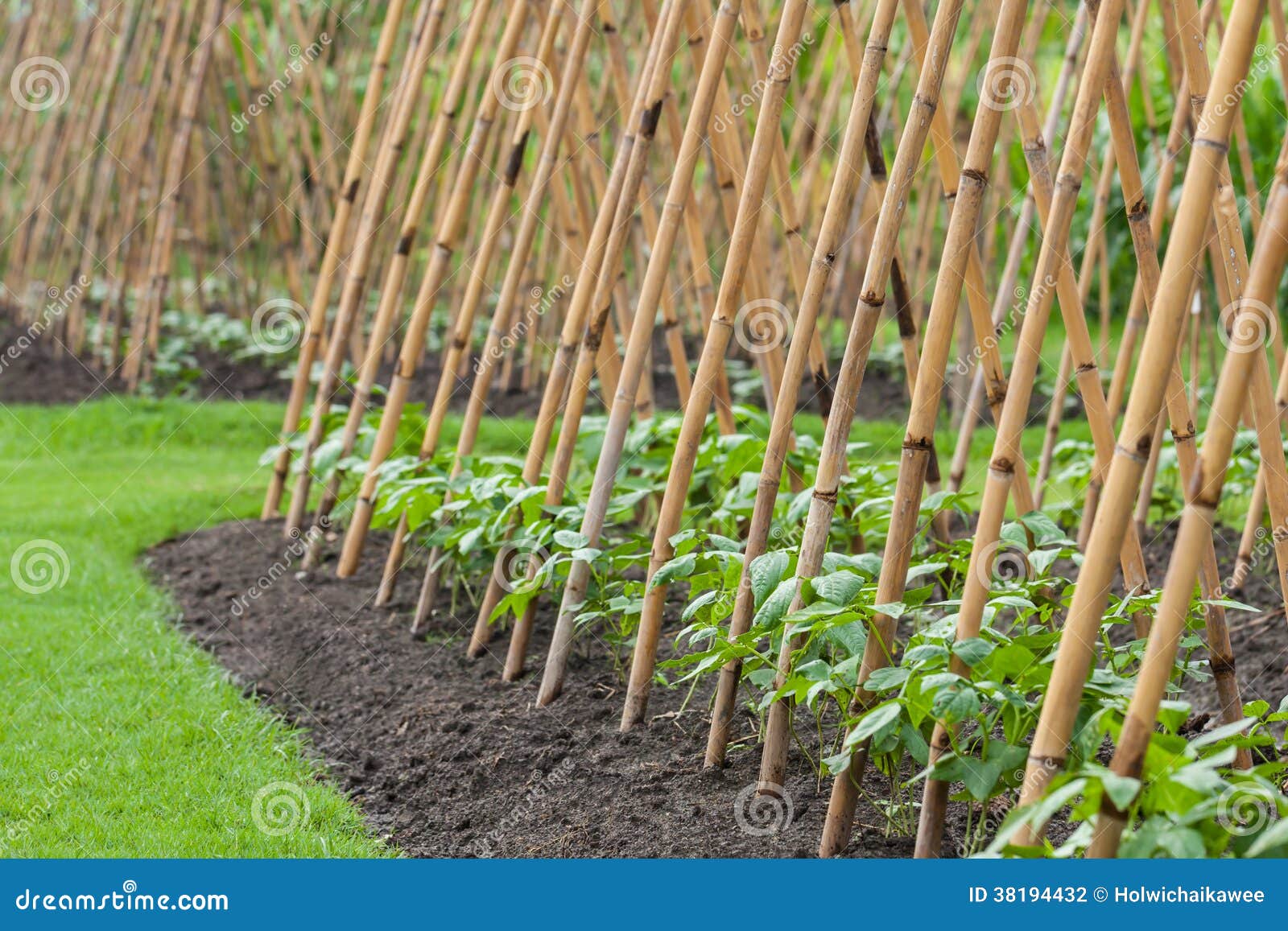 Moestuin stock foto. Image of bonen, thais, groen, thailand - 38194432