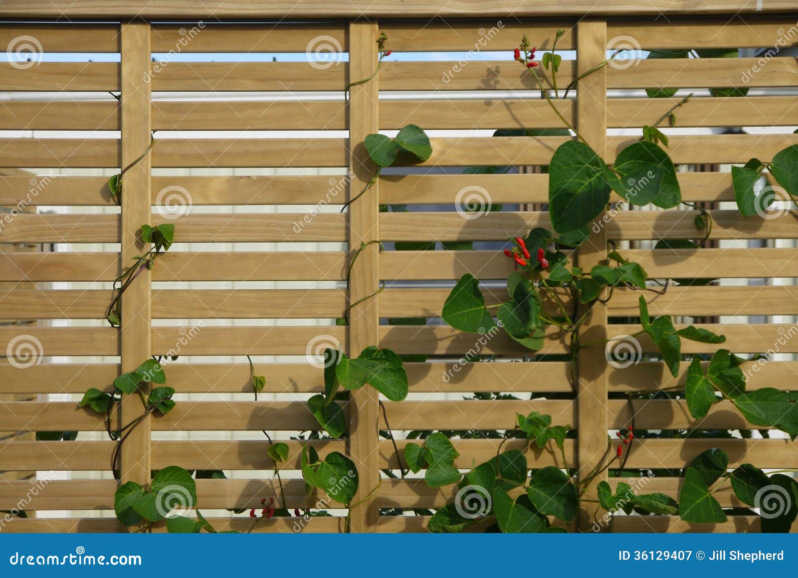 Moestuin: De Omheining Van Snijboonbonen Stock Afbeelding - Image of ...
