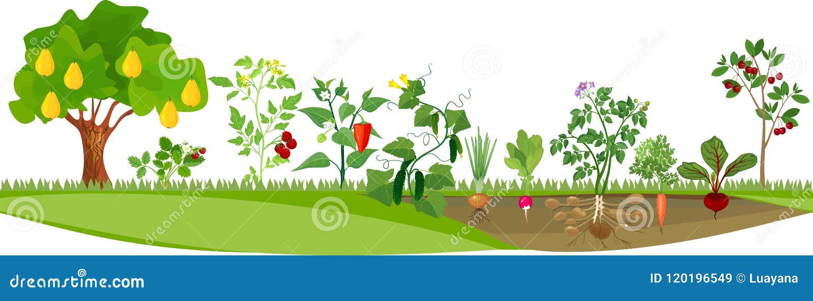 Moestuin of Moestuin Met Verschillende Groenten En Fruitbomen Vector ...