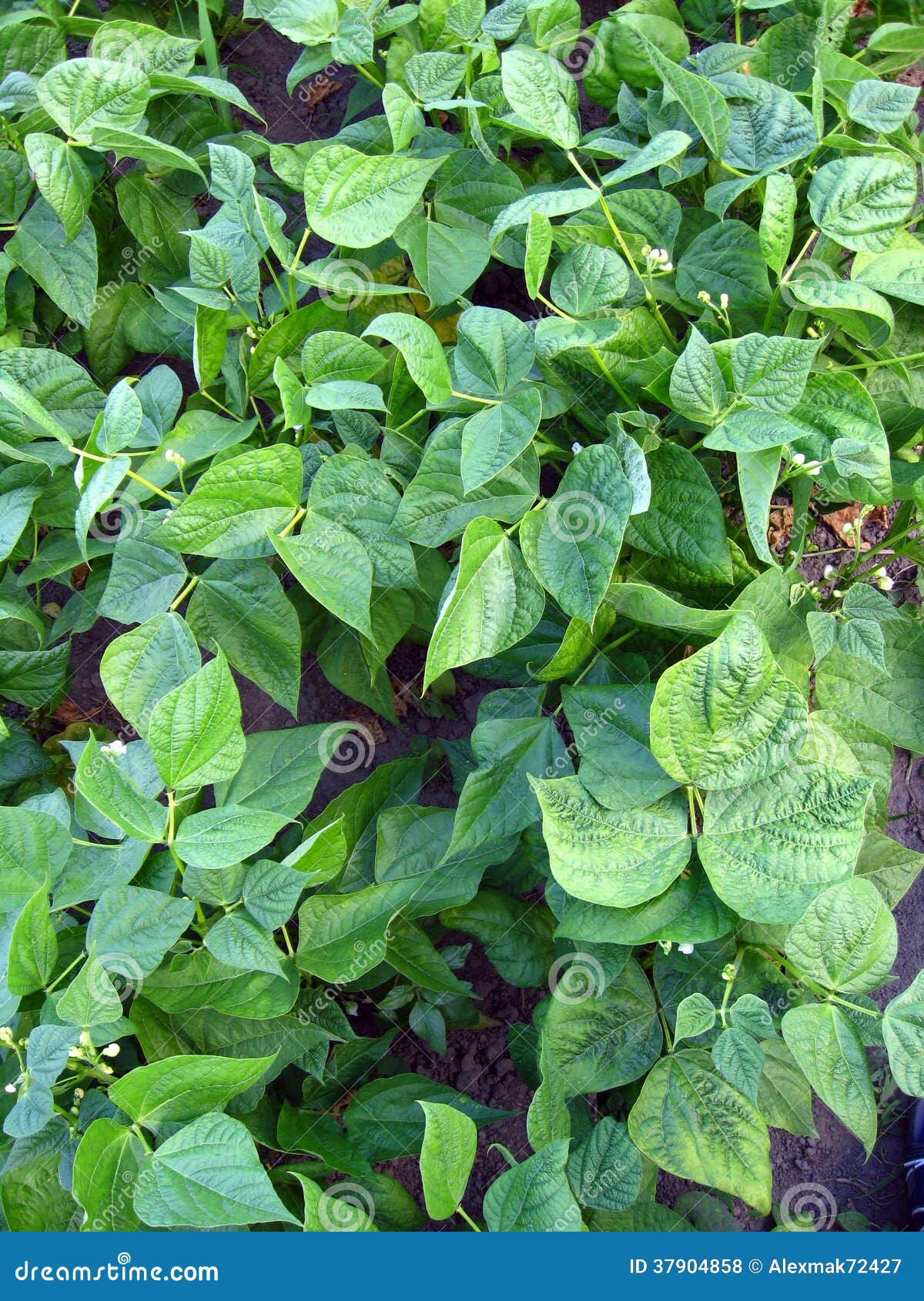 Moestuin Tot Bloei Komende Snijboon Stock Foto - Image of achtergrond ...