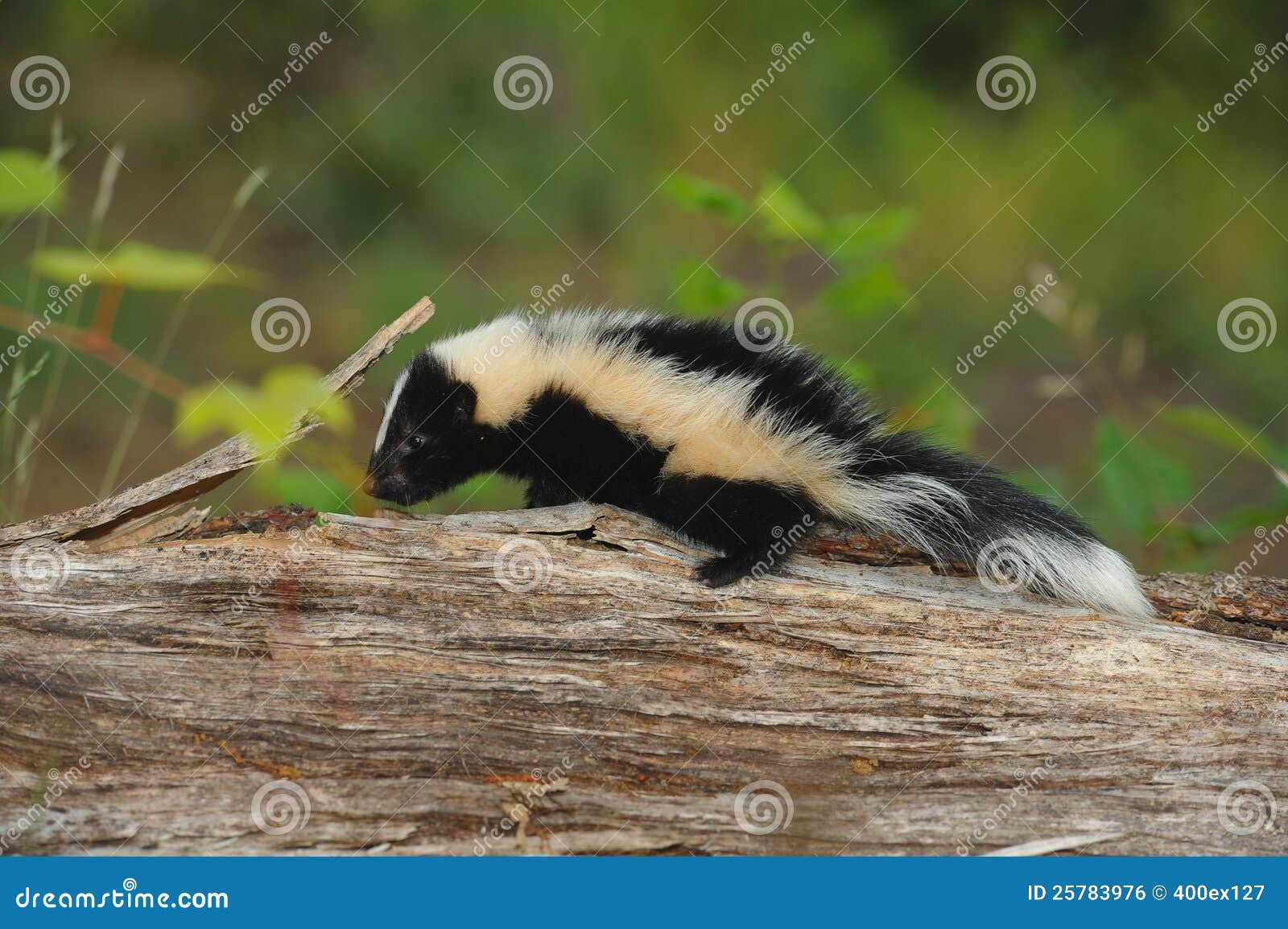 Mofeta 1 del bebé foto de archivo. Imagen de mofeta, bebé - 25783976