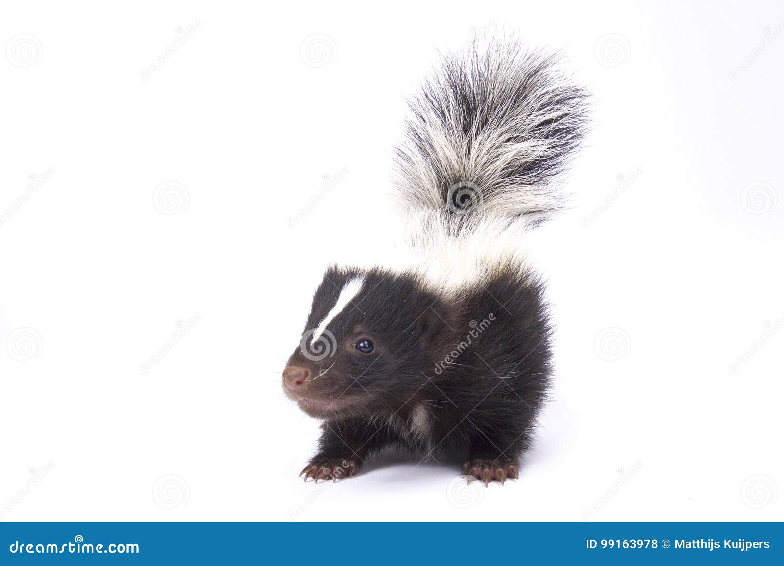 Mofeta Rayada Del Bebé, Mephitis Del Mephitis Foto de archivo - Imagen ...