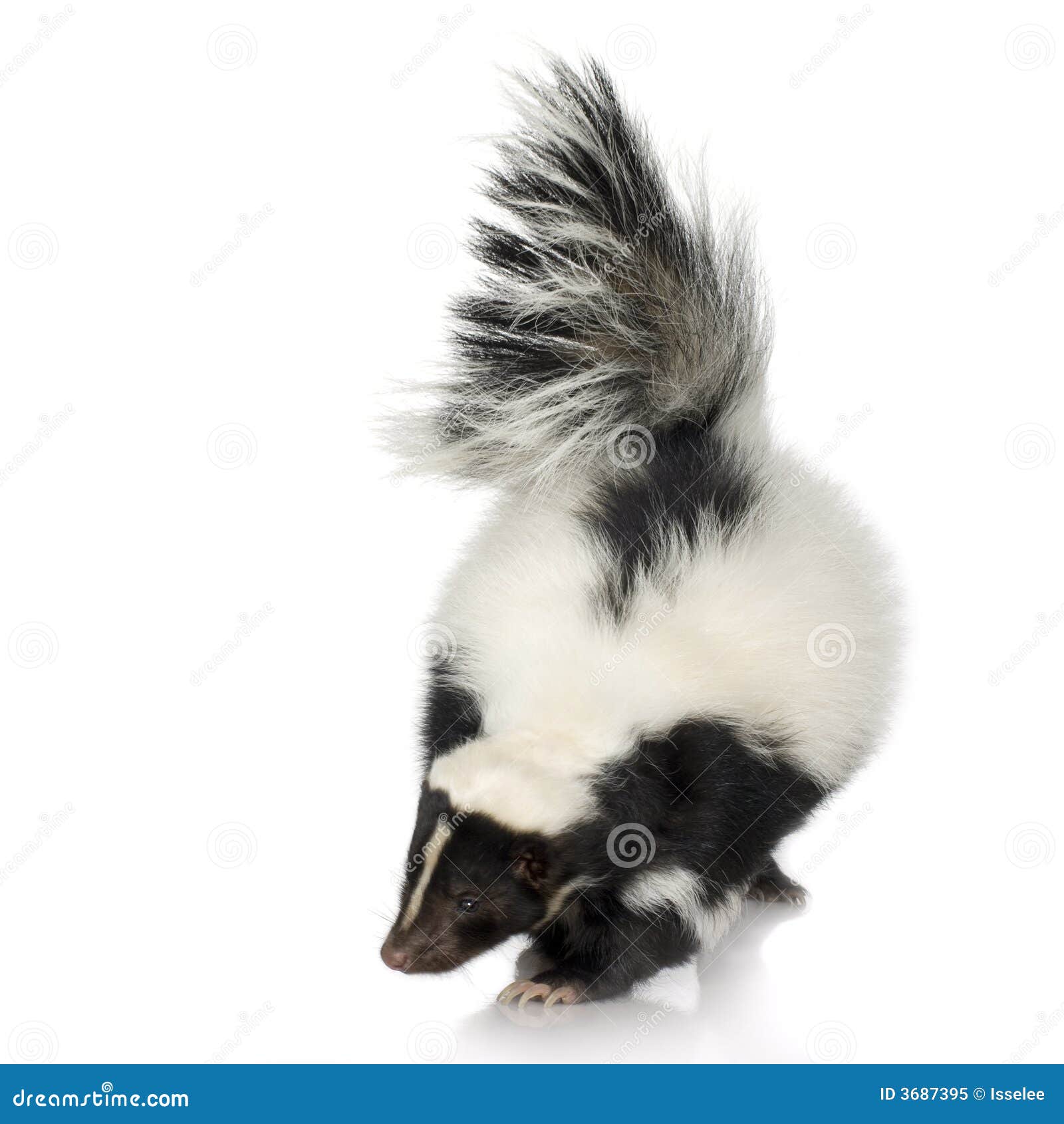 Mofeta Rayada - Mephitis Del Mephitis Imagen de archivo - Imagen de ...