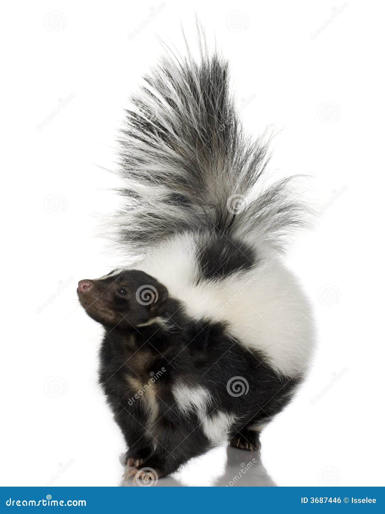 Mofeta Rayada - Mephitis Del Mephitis Foto de archivo - Imagen de fondo ...