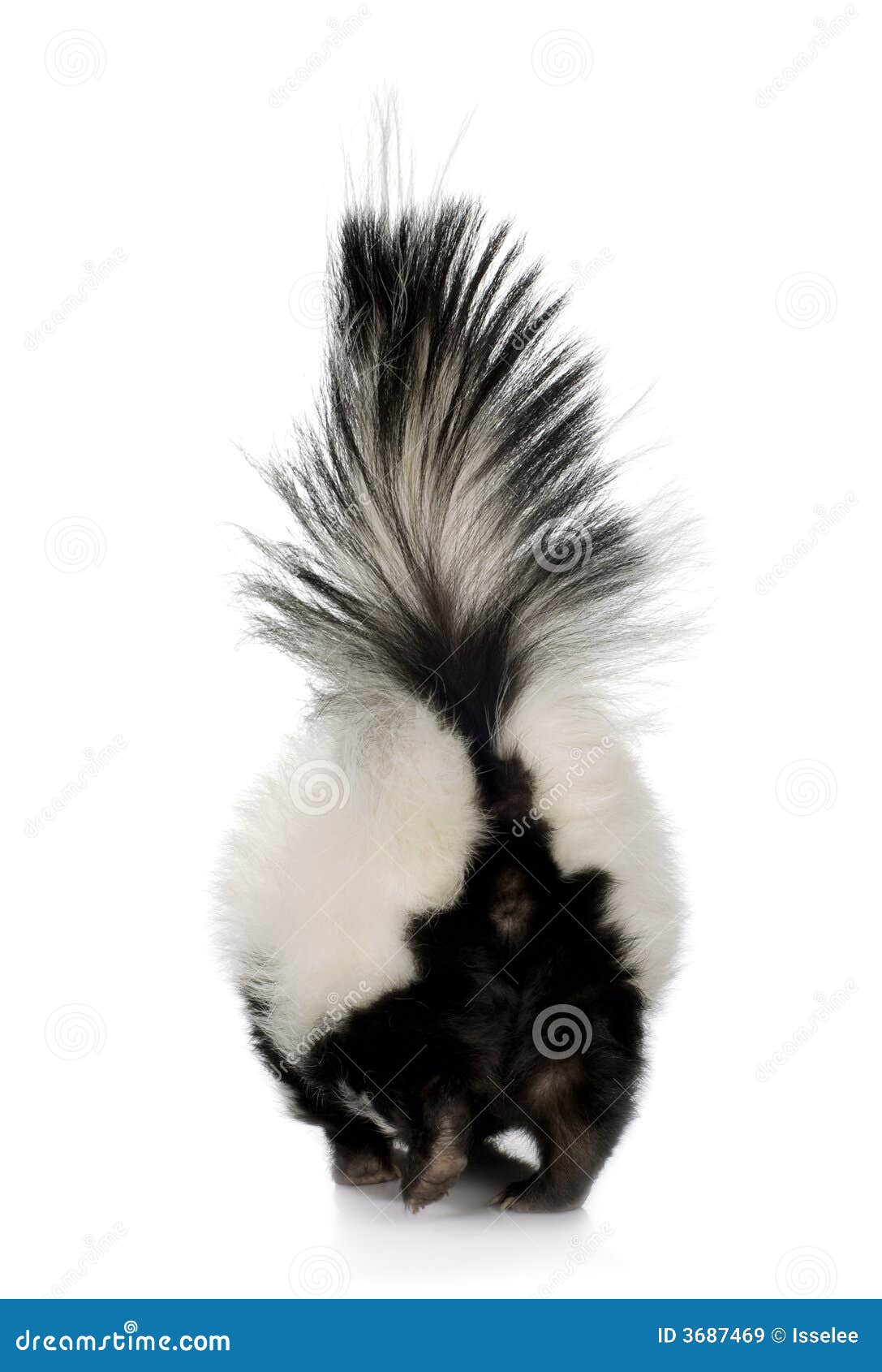 Mofeta Rayada - Mephitis Del Mephitis Imagen de archivo - Imagen de ...