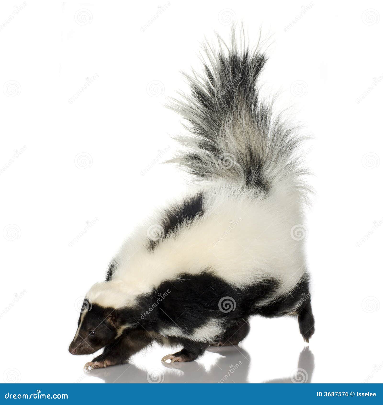 Mofeta Rayada - Mephitis Del Mephitis Foto de archivo - Imagen de ...