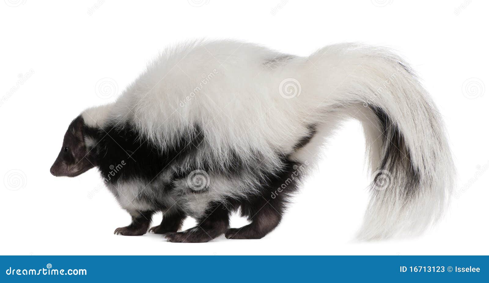 Mofeta Rayada, Mephitis Del Mephitis, 5 Años Imagen de archivo - Imagen ...