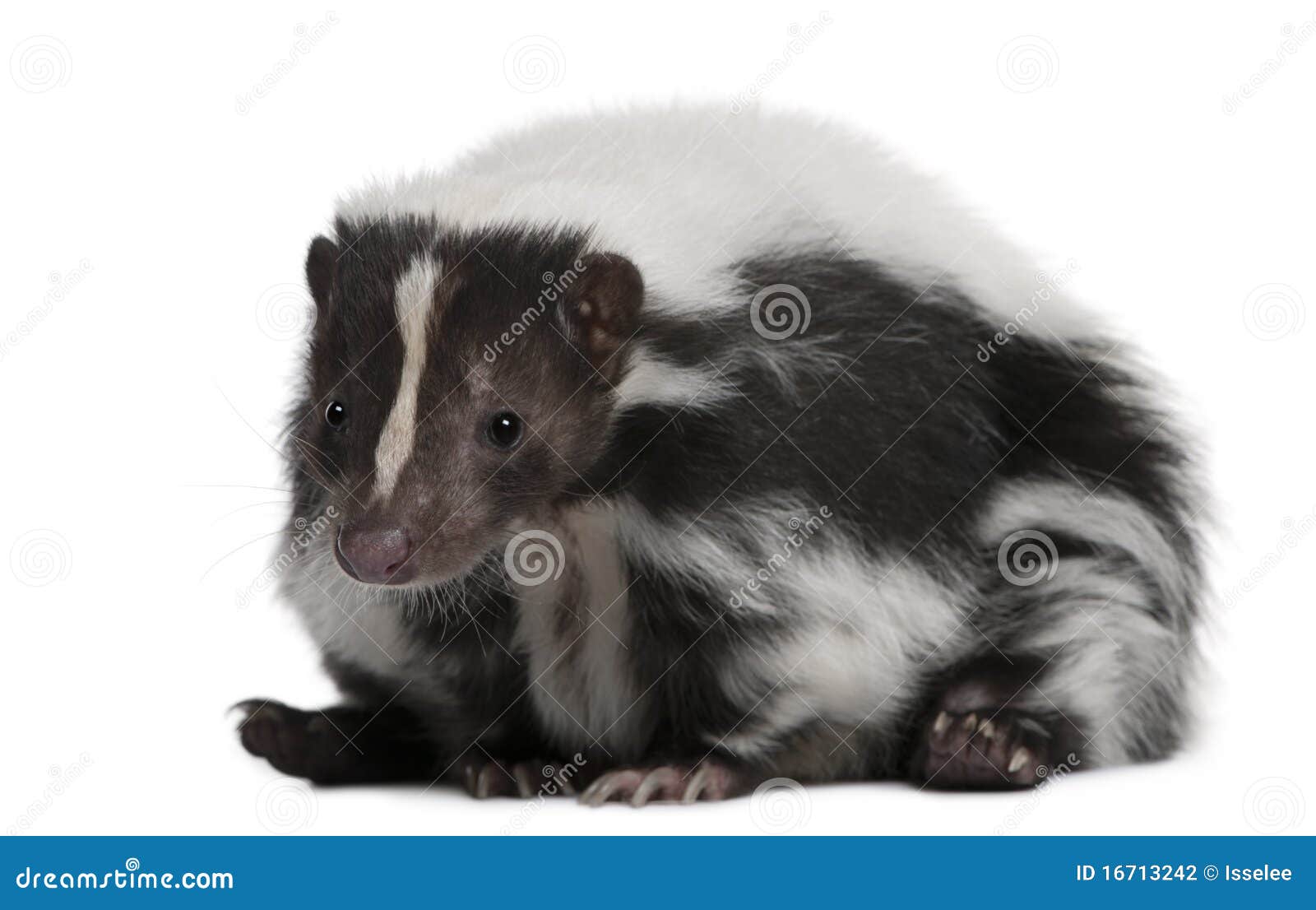 Mofeta Rayada, Mephitis Del Mephitis, 5 Años Foto de archivo - Imagen ...