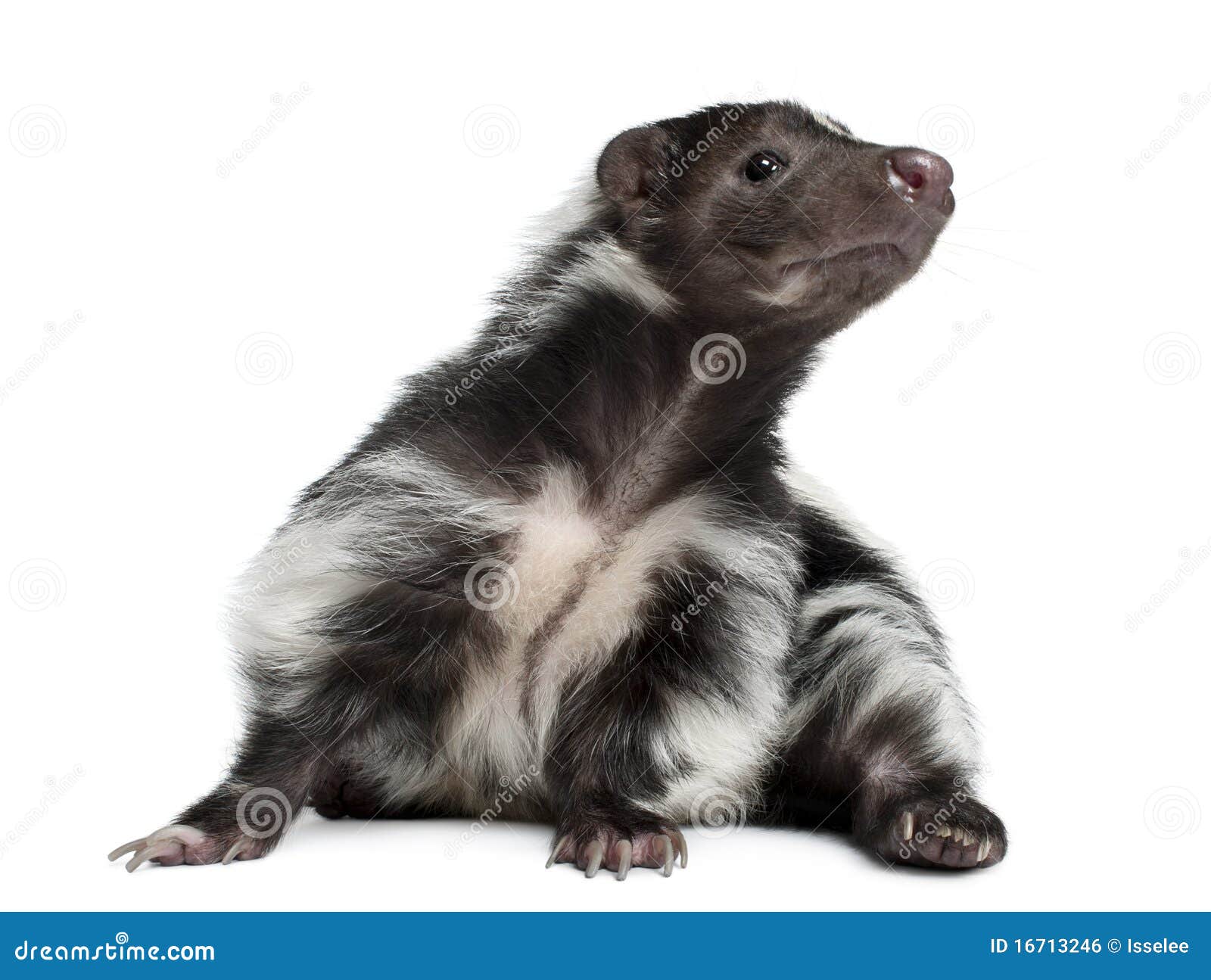 Mofeta Rayada, Mephitis Del Mephitis, 5 Años Foto de archivo - Imagen ...