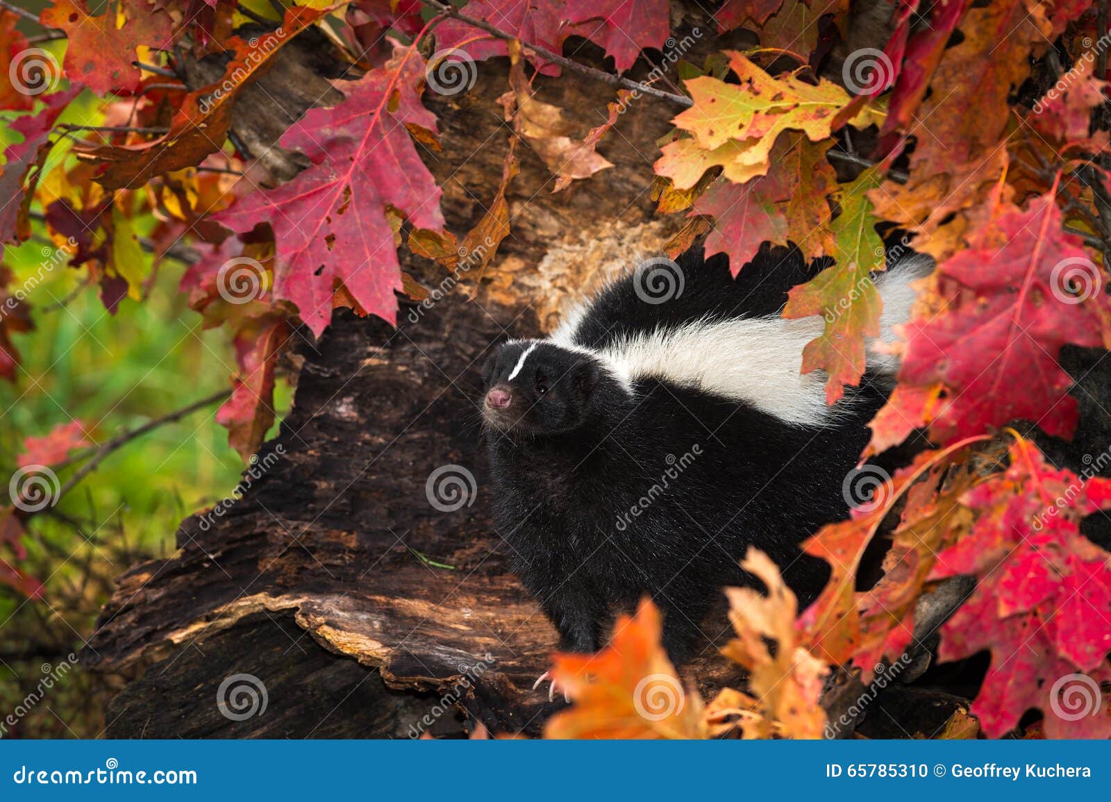 Mofeta Rayada (mephitis Del Mephitis) En Autumn Leaves Foto de archivo ...