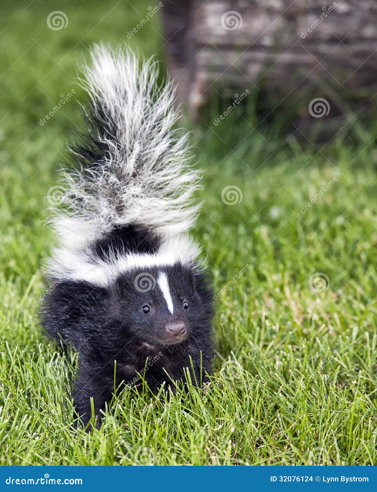 Moffetta del bambino fotografia stock. Immagine di bambino - 32076124