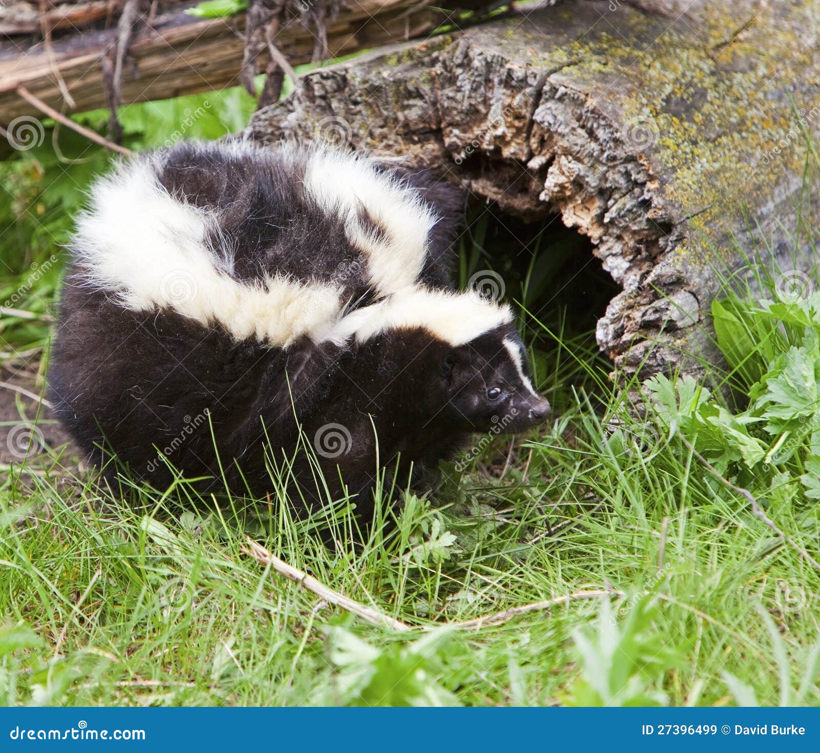 Moffetta grassa in legno immagine stock. Immagine di adulto - 27396499