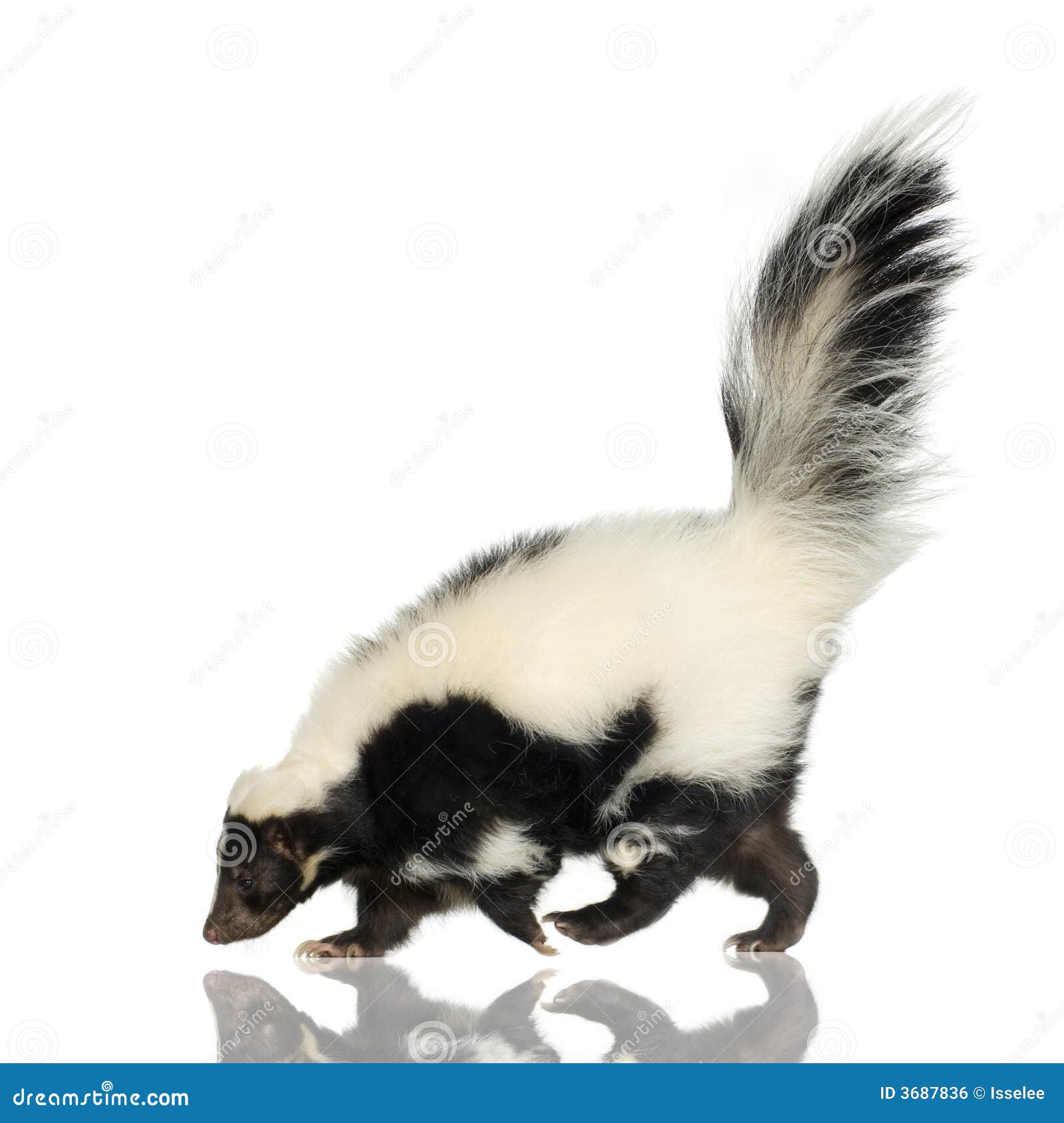 Moffetta a Strisce - Mephitis Del Mephitis Fotografia Stock - Immagine ...