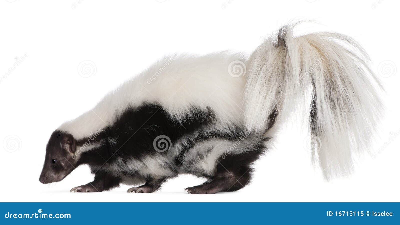 Moffetta a Strisce, Mephitis Del Mephitis, 5 Anni Immagine Stock ...