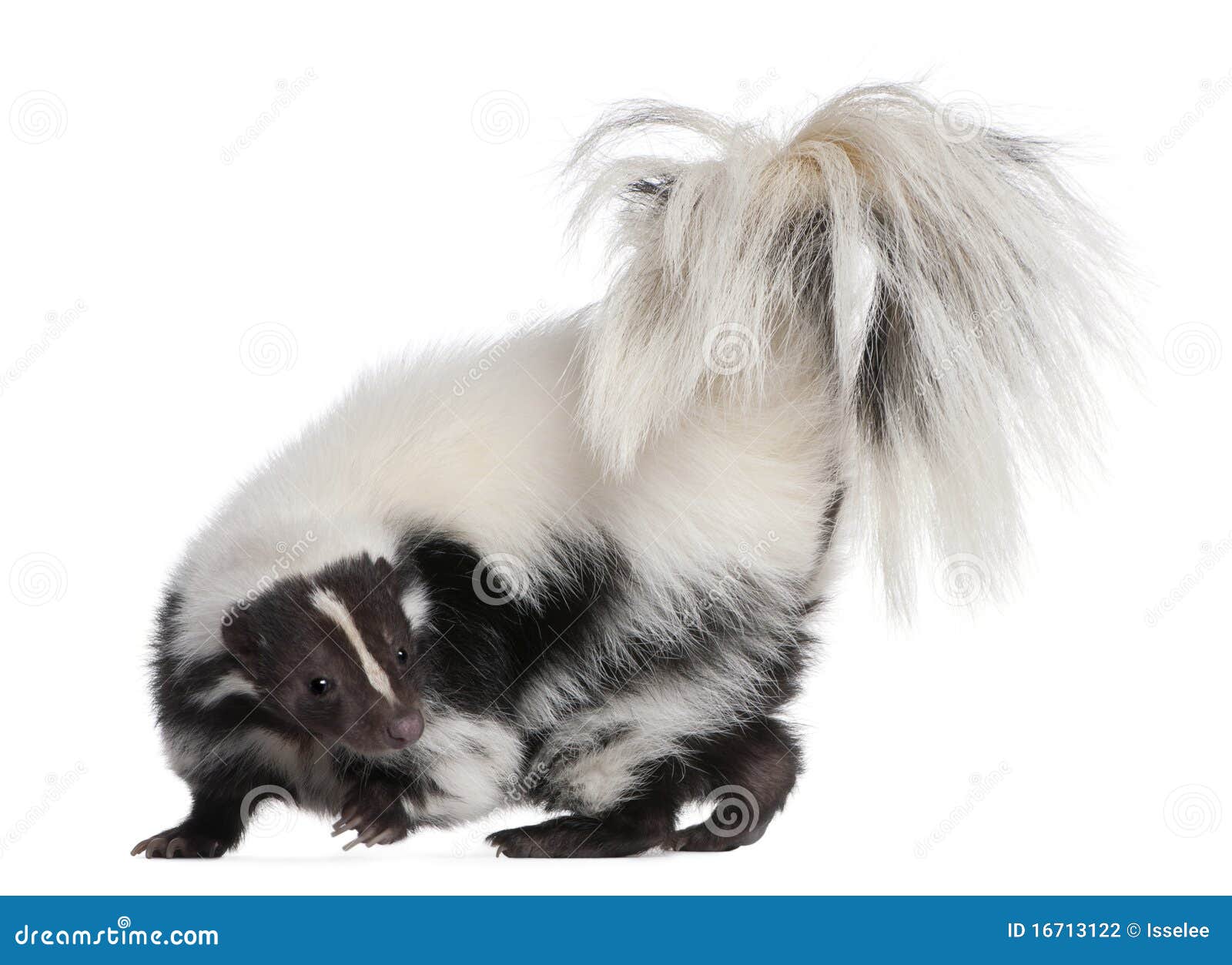 Moffetta a Strisce, Mephitis Del Mephitis, 5 Anni Fotografia Stock ...