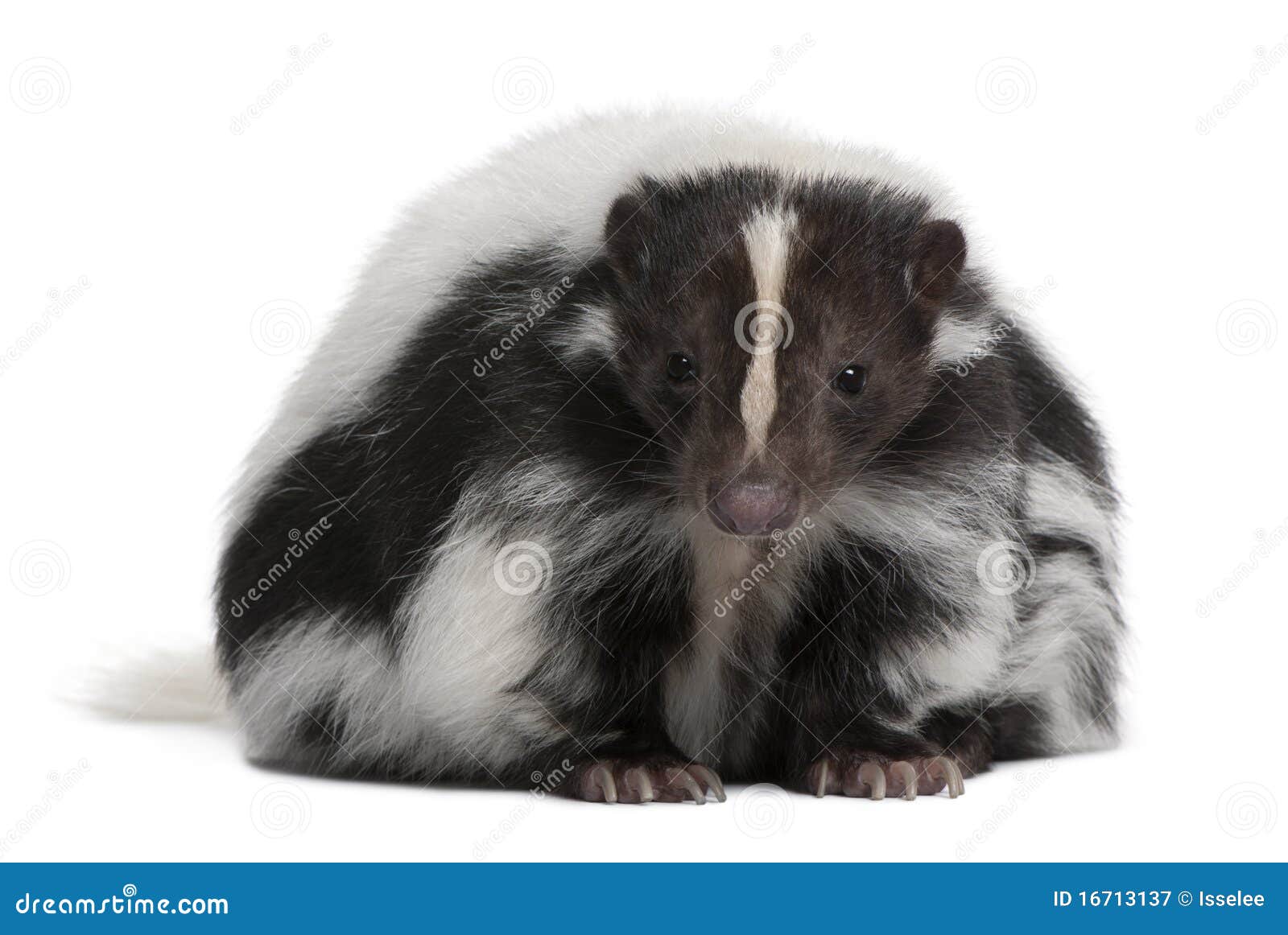 Moffetta a Strisce, Mephitis Del Mephitis, 5 Anni Immagine Stock ...