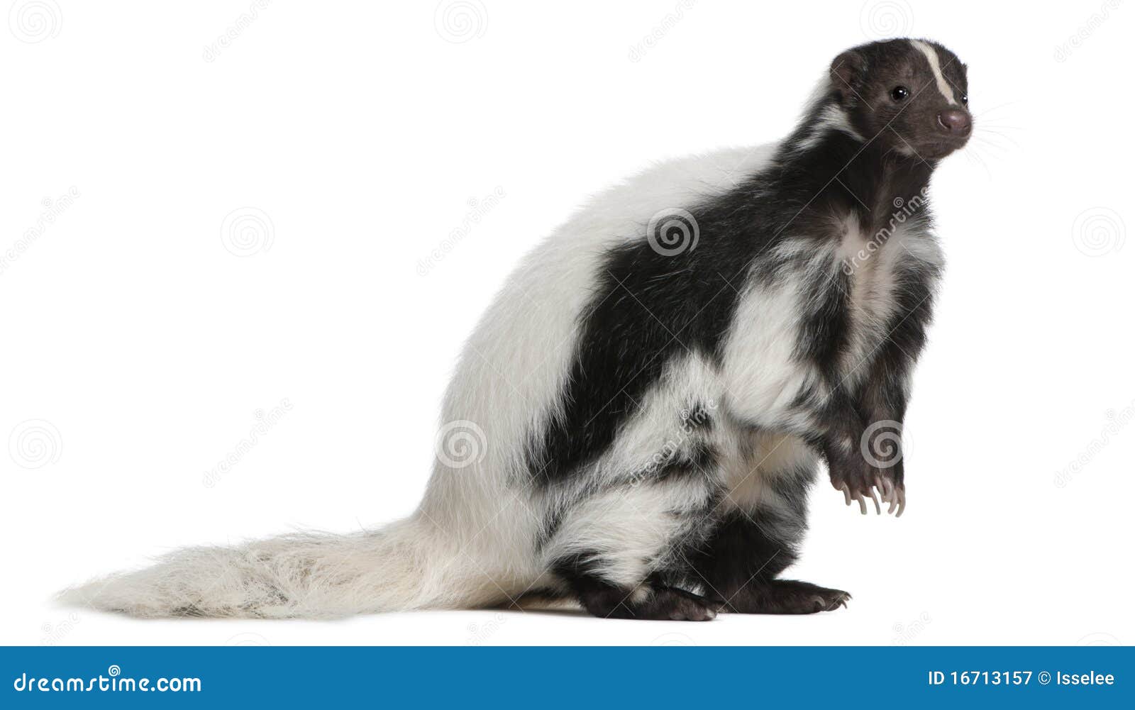 Moffetta a Strisce, Mephitis Del Mephitis, 5 Anni Immagine Stock ...