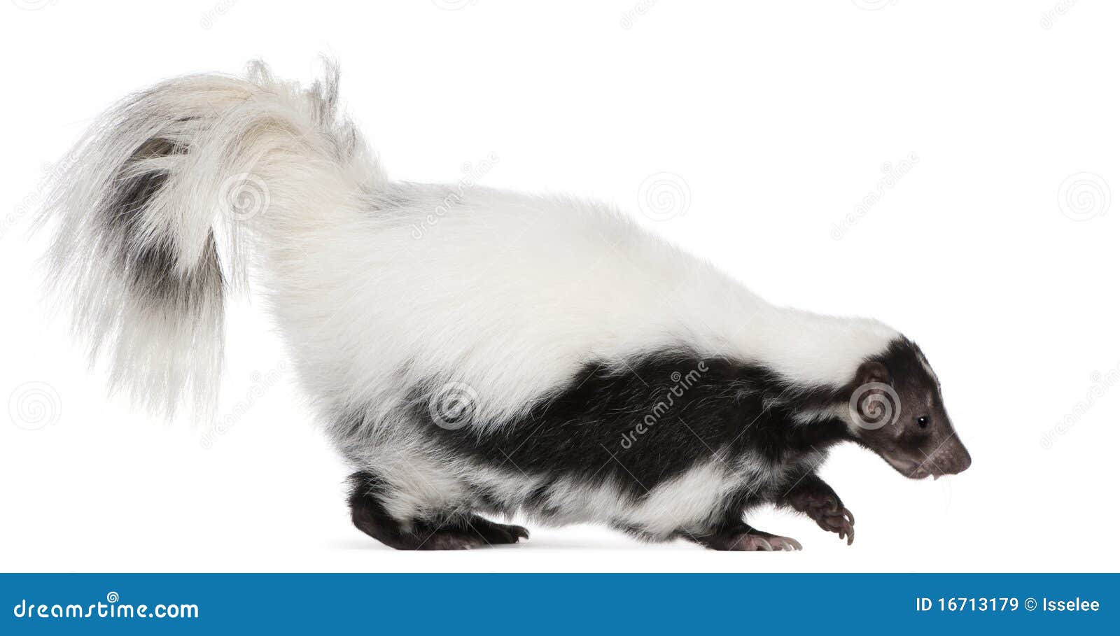 Moffetta a Strisce, Mephitis Del Mephitis, 5 Anni Immagine Stock ...