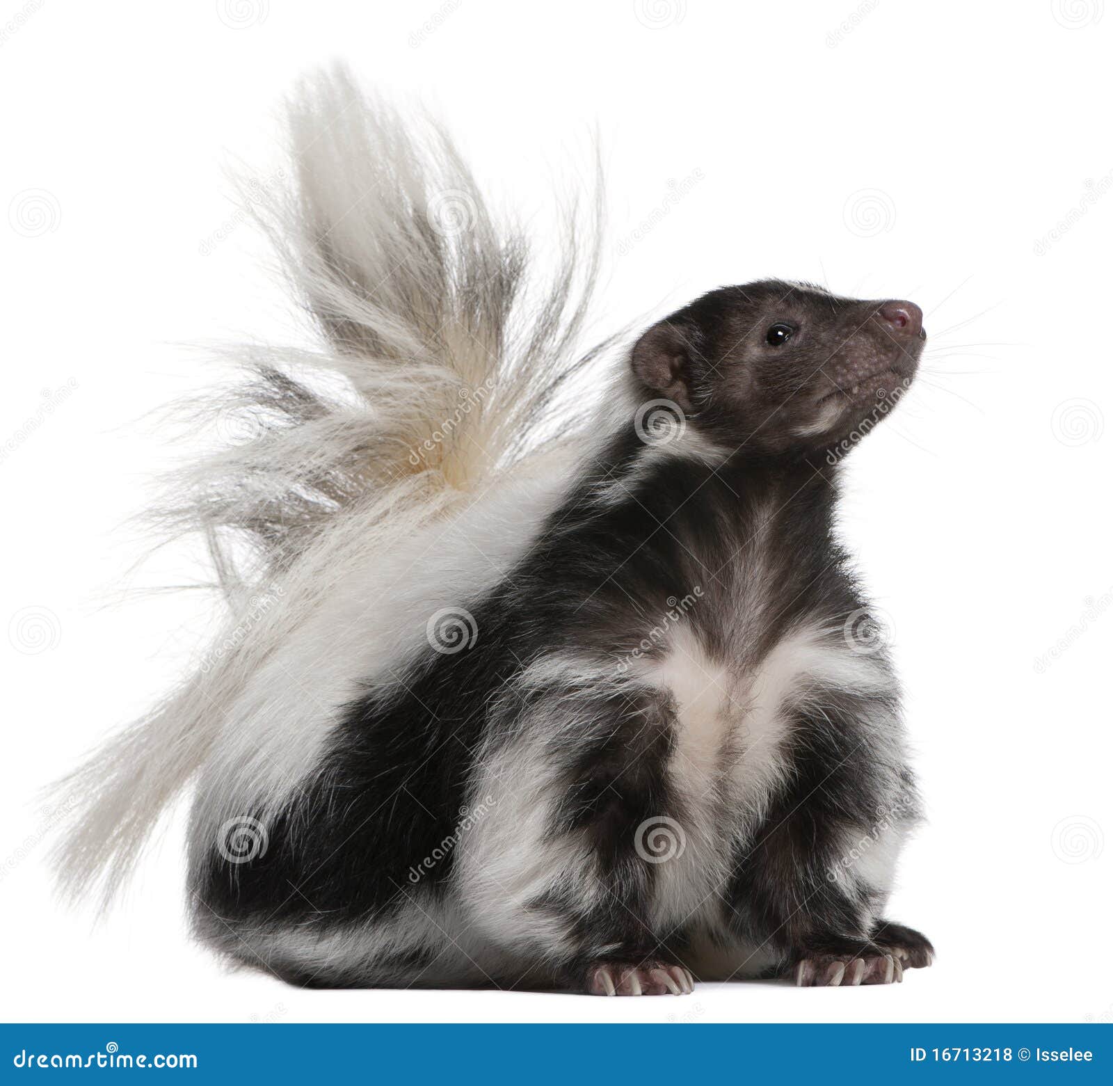 Moffetta a Strisce, Mephitis Del Mephitis, 5 Anni Fotografia Stock ...