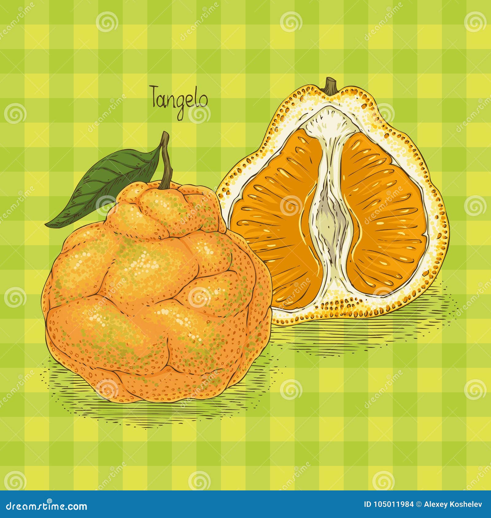 Tangelo Stock Illustrationer, Vektorer, & Clipart – (21 Stock ...