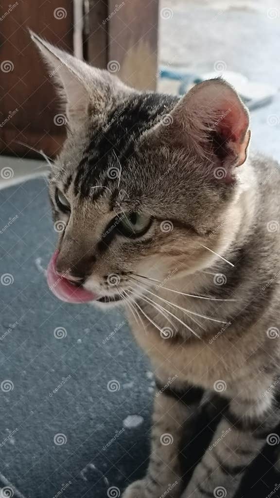 Mogi meong cat stock image. Image of animal, kucing - 266989509