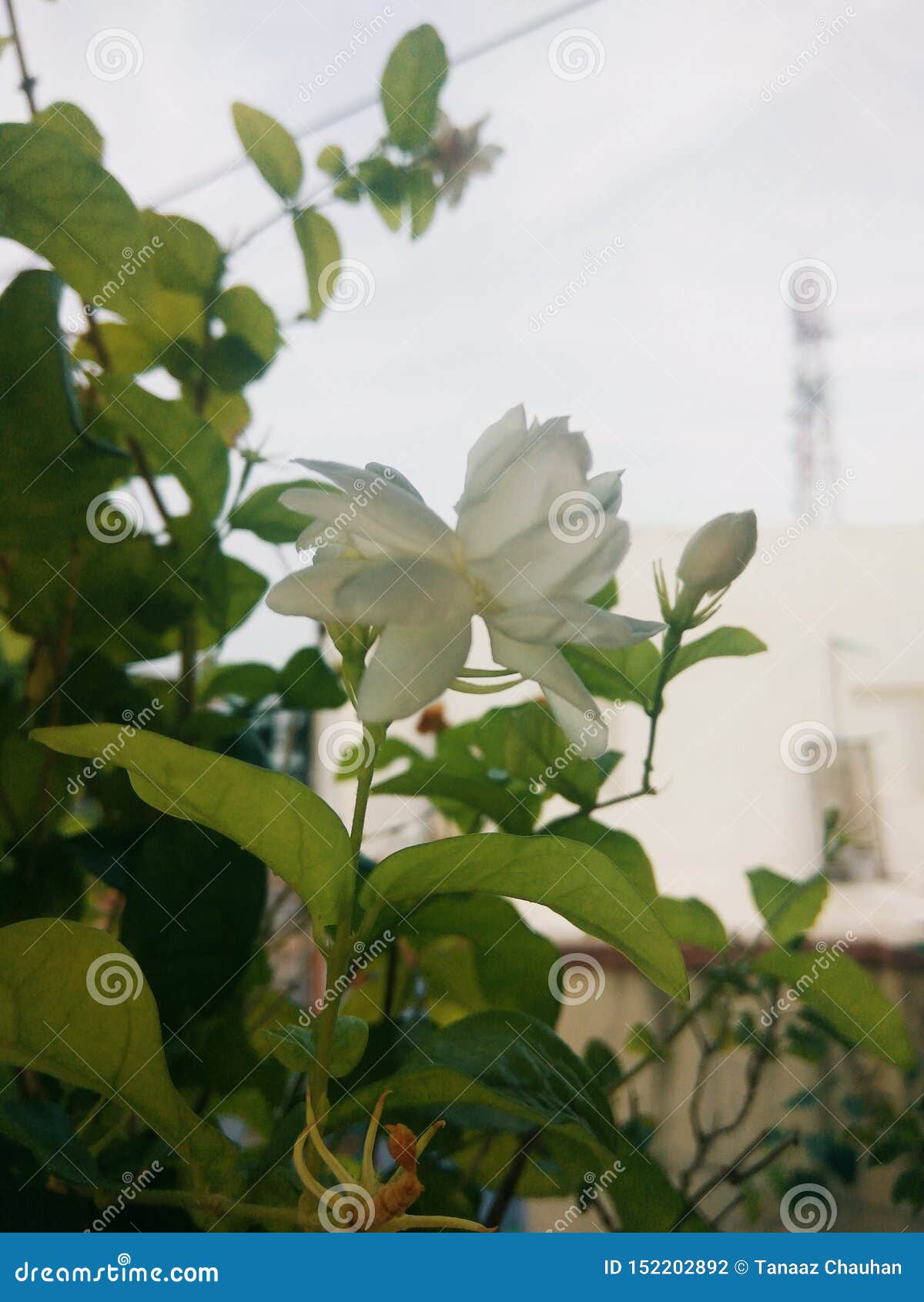 Mogra flower plant beauty stock photo. Image of cool - 152202892