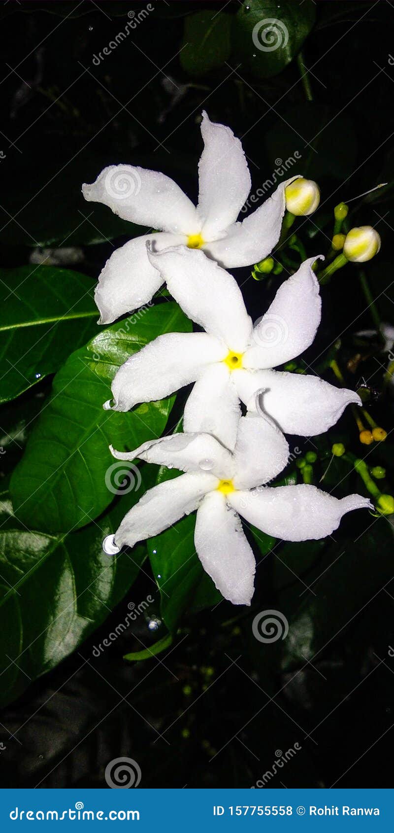Mogra flower stock photo. Image of white, mogra, blackbackground ...
