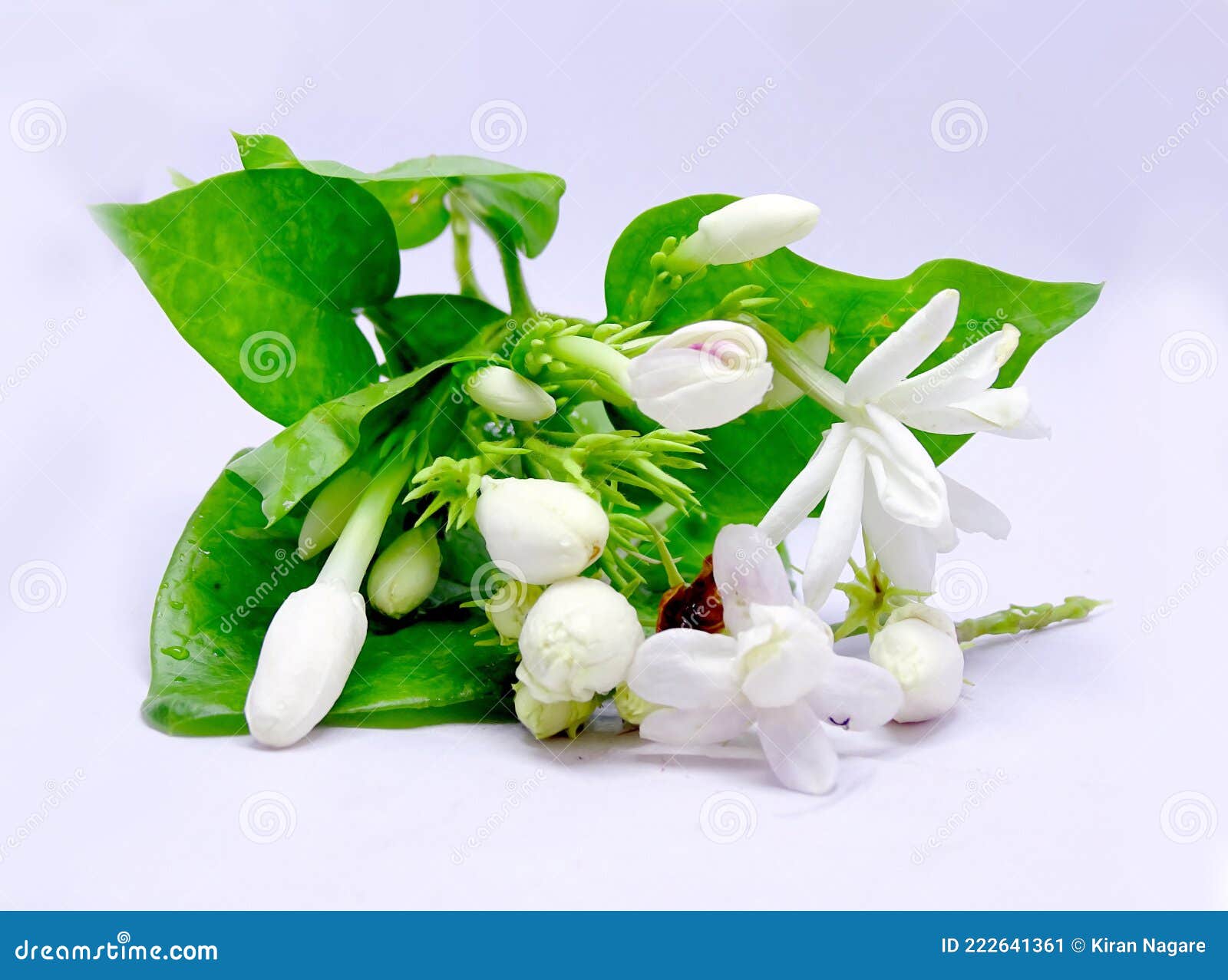 Mogra Isolated Stock Photos - Free & Royalty-Free Stock Photos from ...