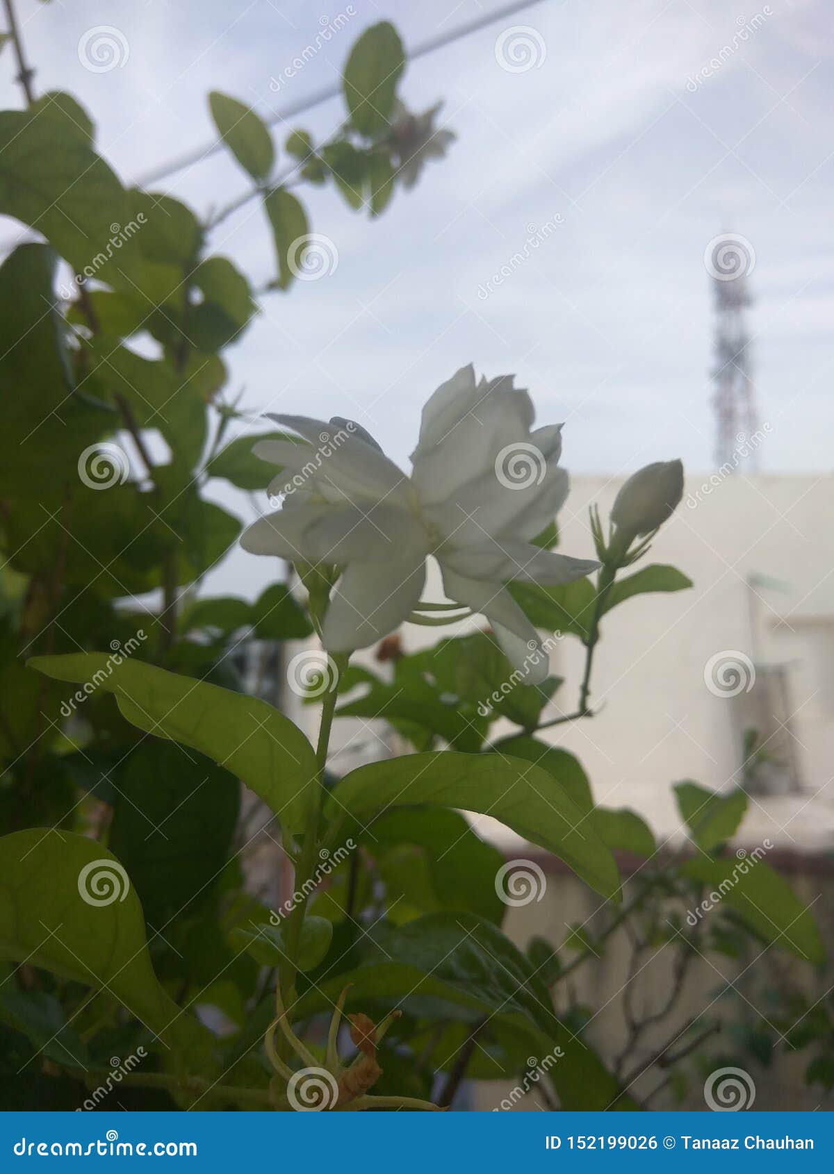 Mogra Plant and the nature stock photo. Image of plant - 152199026