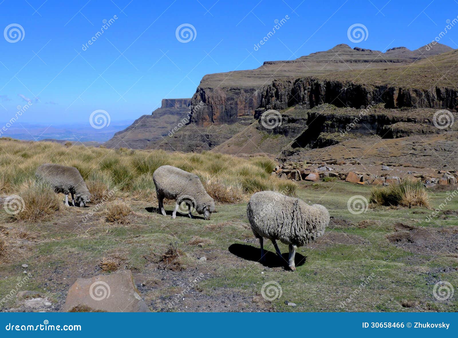 Mohair Sheep in Lesotho, Africa Stock Photo - Image of primitive, empty ...