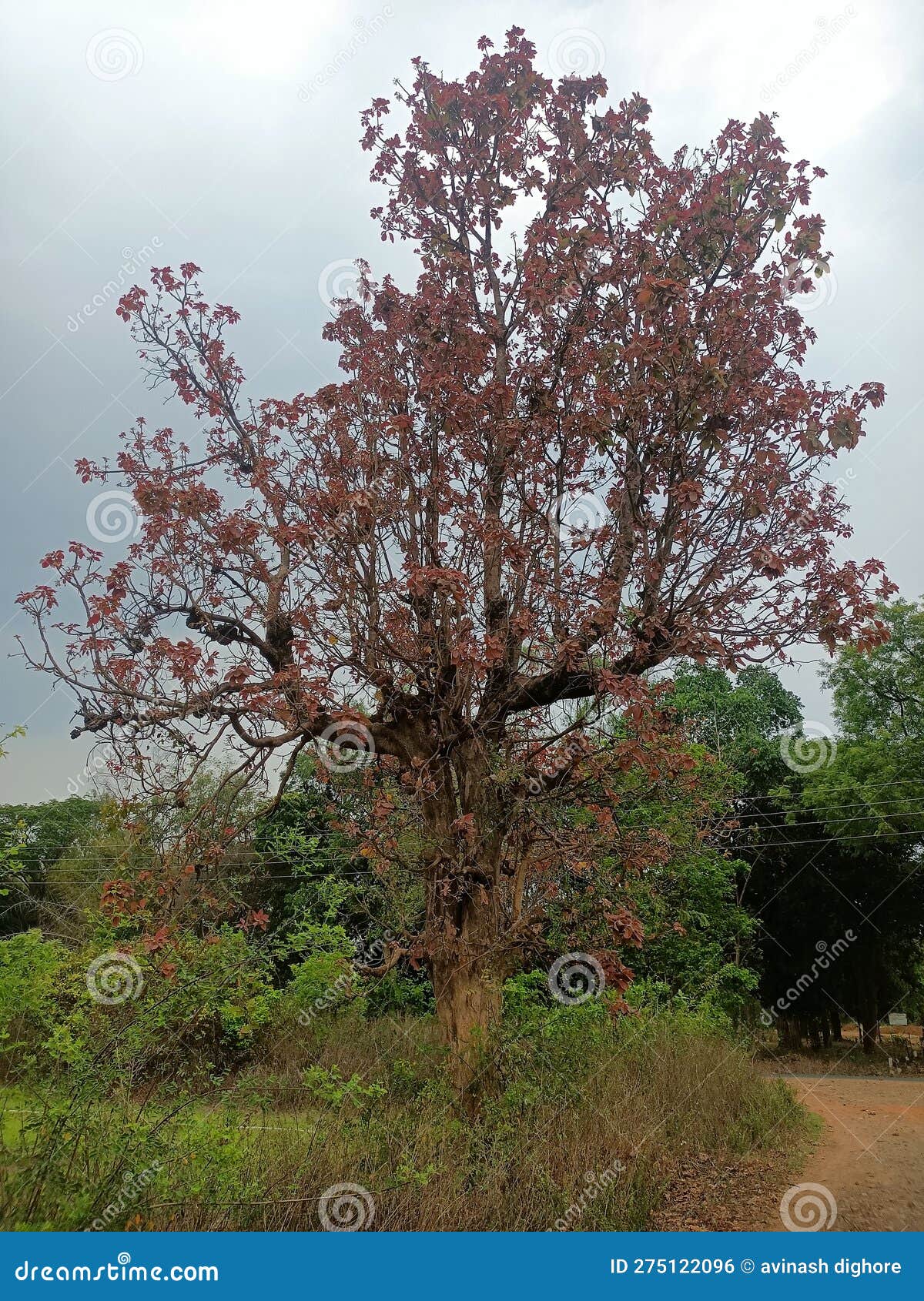 Mohali tree stock photo. Image of leaf, leaves, tree - 275122096