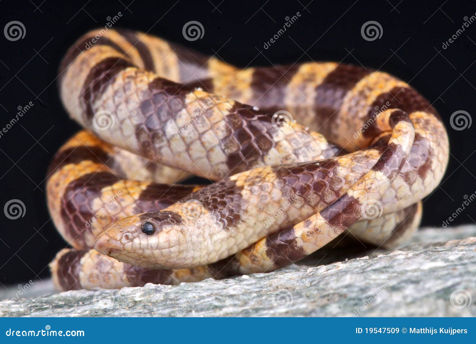 Mohave Shovel-nosed snake stock image. Image of striped - 19547509