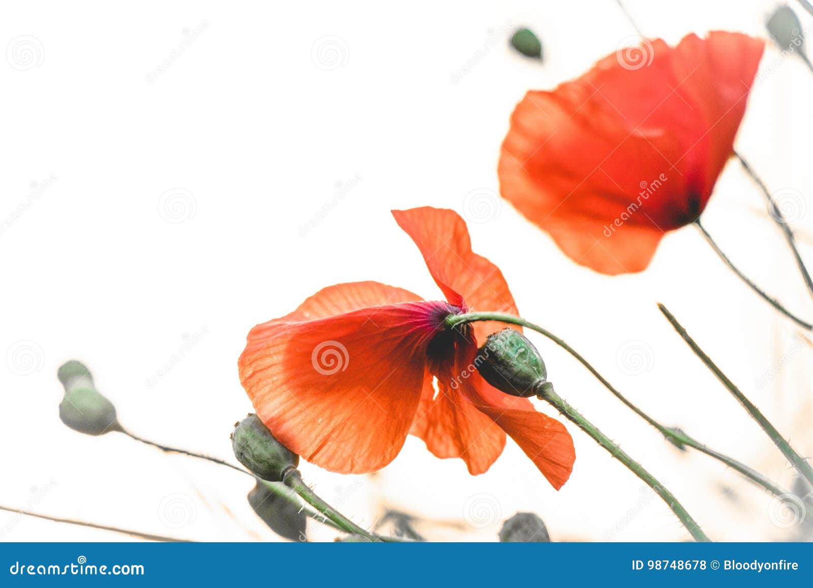 Mohn stock photo. Image of germany, plant, field, mohn - 98748678