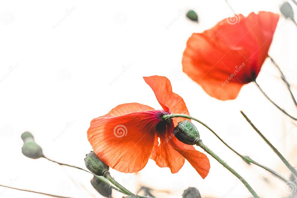 Mohn stock photo. Image of germany, plant, field, mohn - 98748678