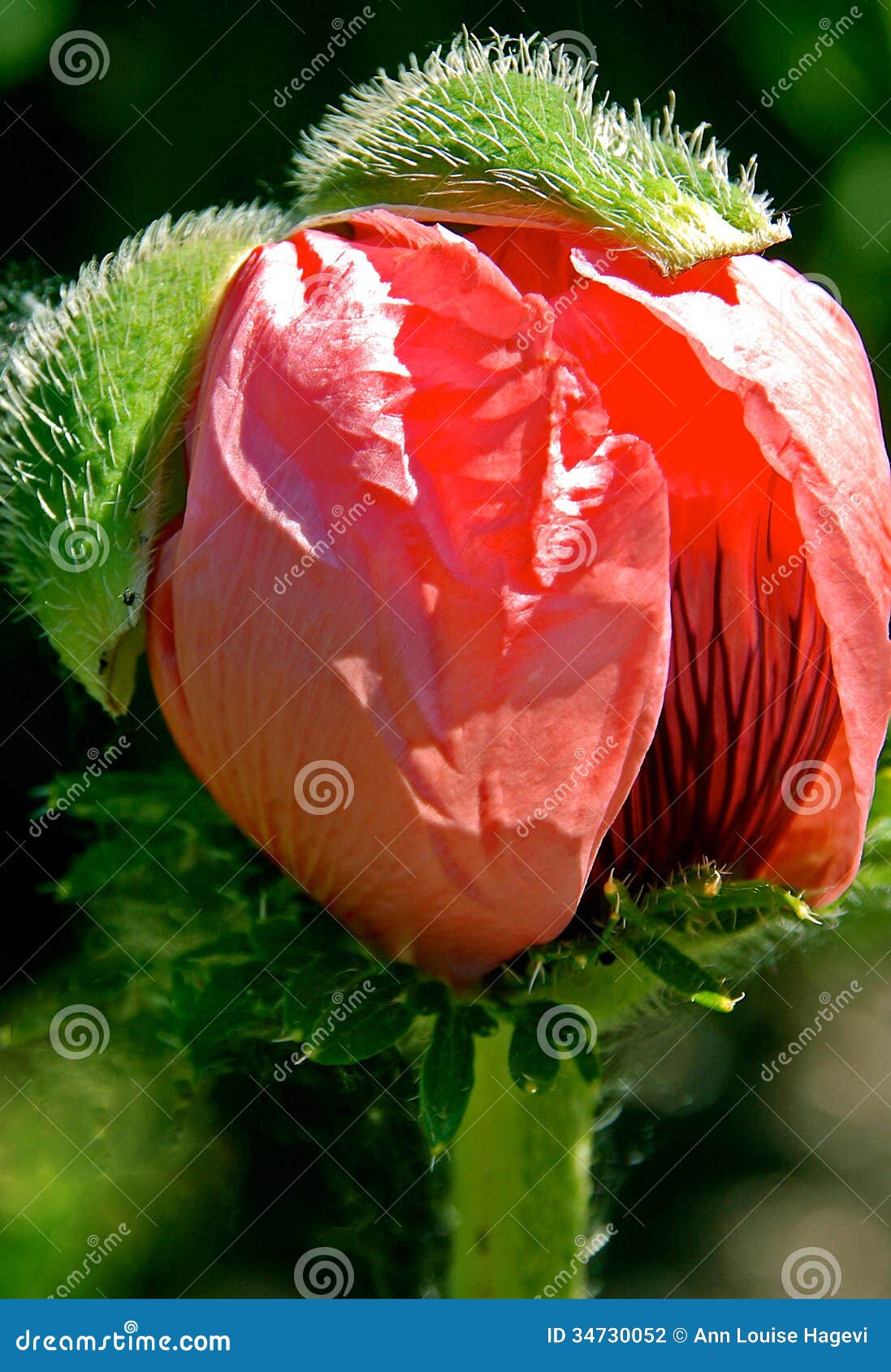 Mohnblume stockfoto. Bild von pflanzen, nahaufnahme, blumenblatt - 34730052