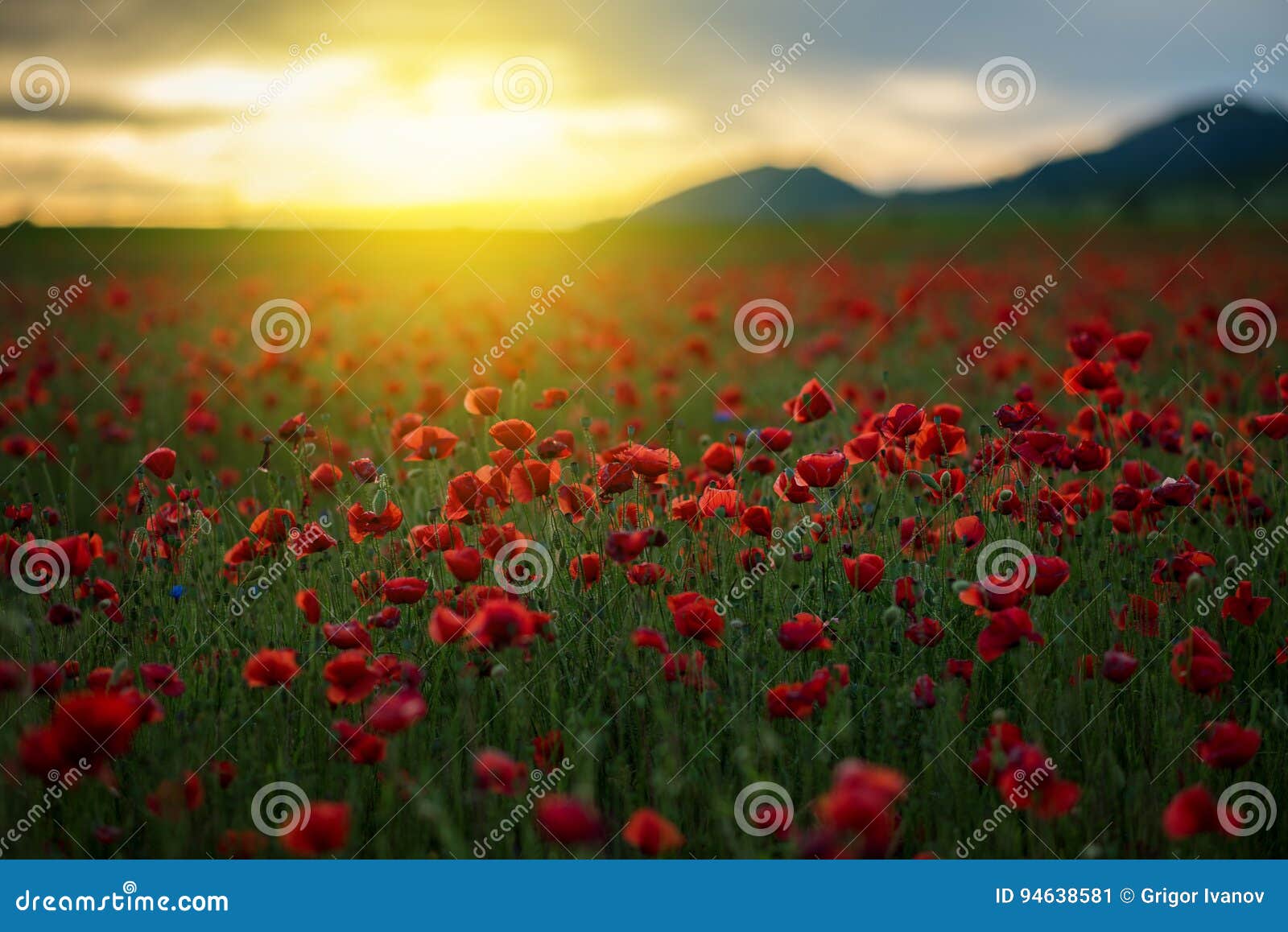 Mohnblumenfeld Bei Sonnenuntergang Stockbild - Bild von wolke, umgebung ...
