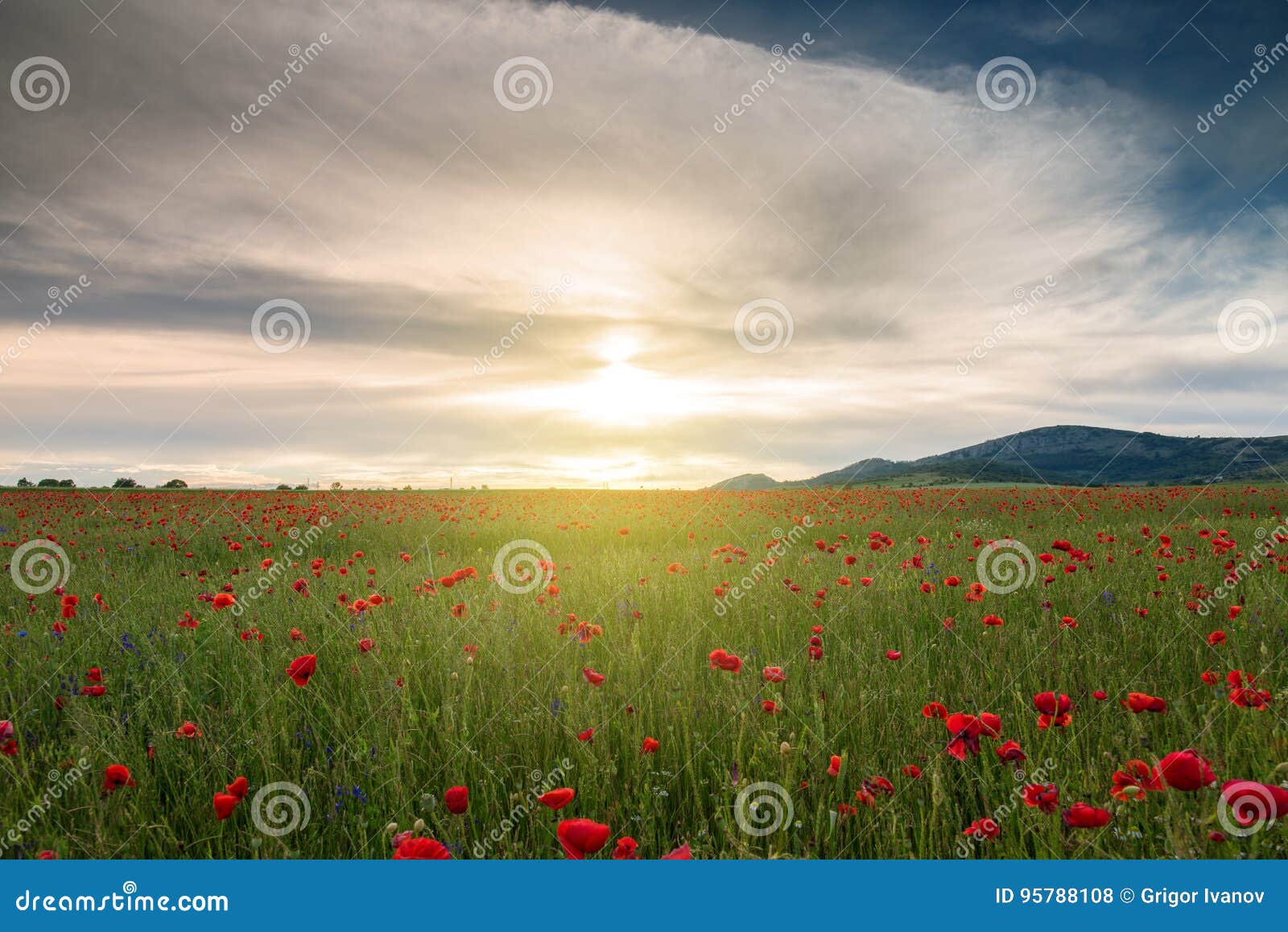 Mohnblumenfeld Bei Sonnenuntergang Stockfoto - Bild von frisch ...