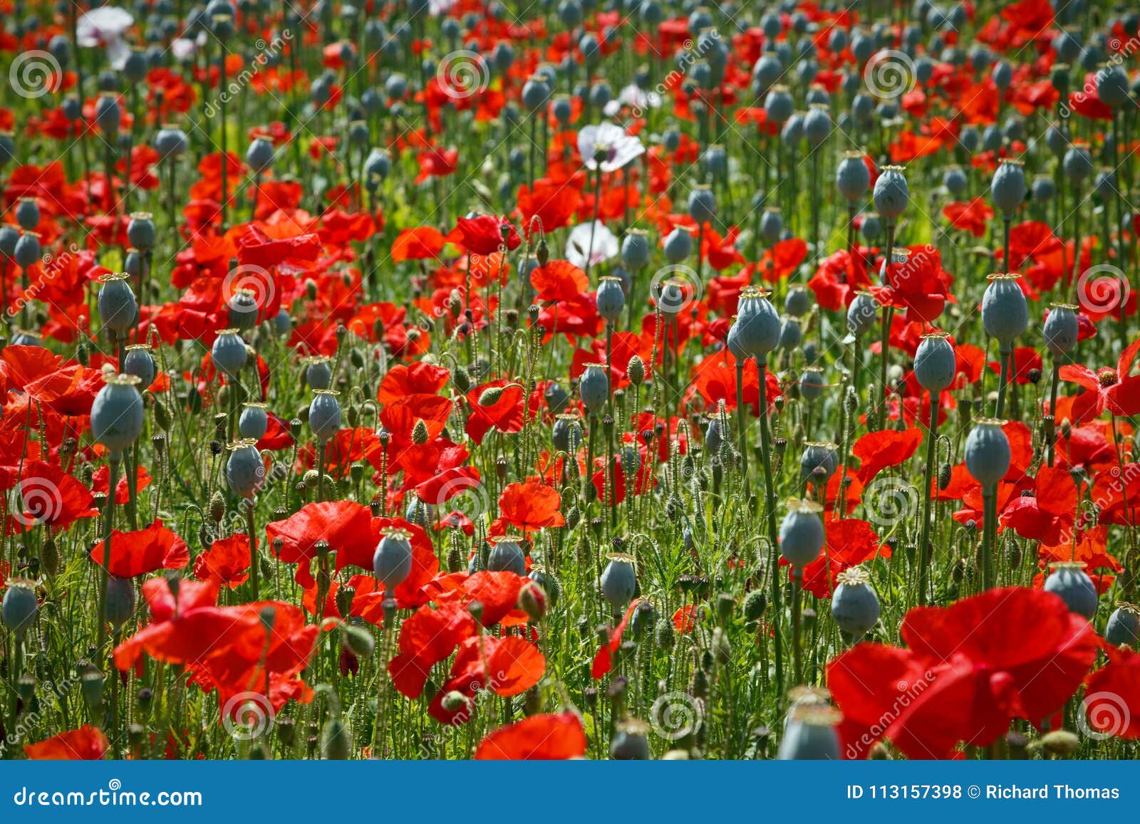 Mohnblumenfeld Mit Den Roten Und Rosa Mohnblumen Stockfoto - Bild von ...