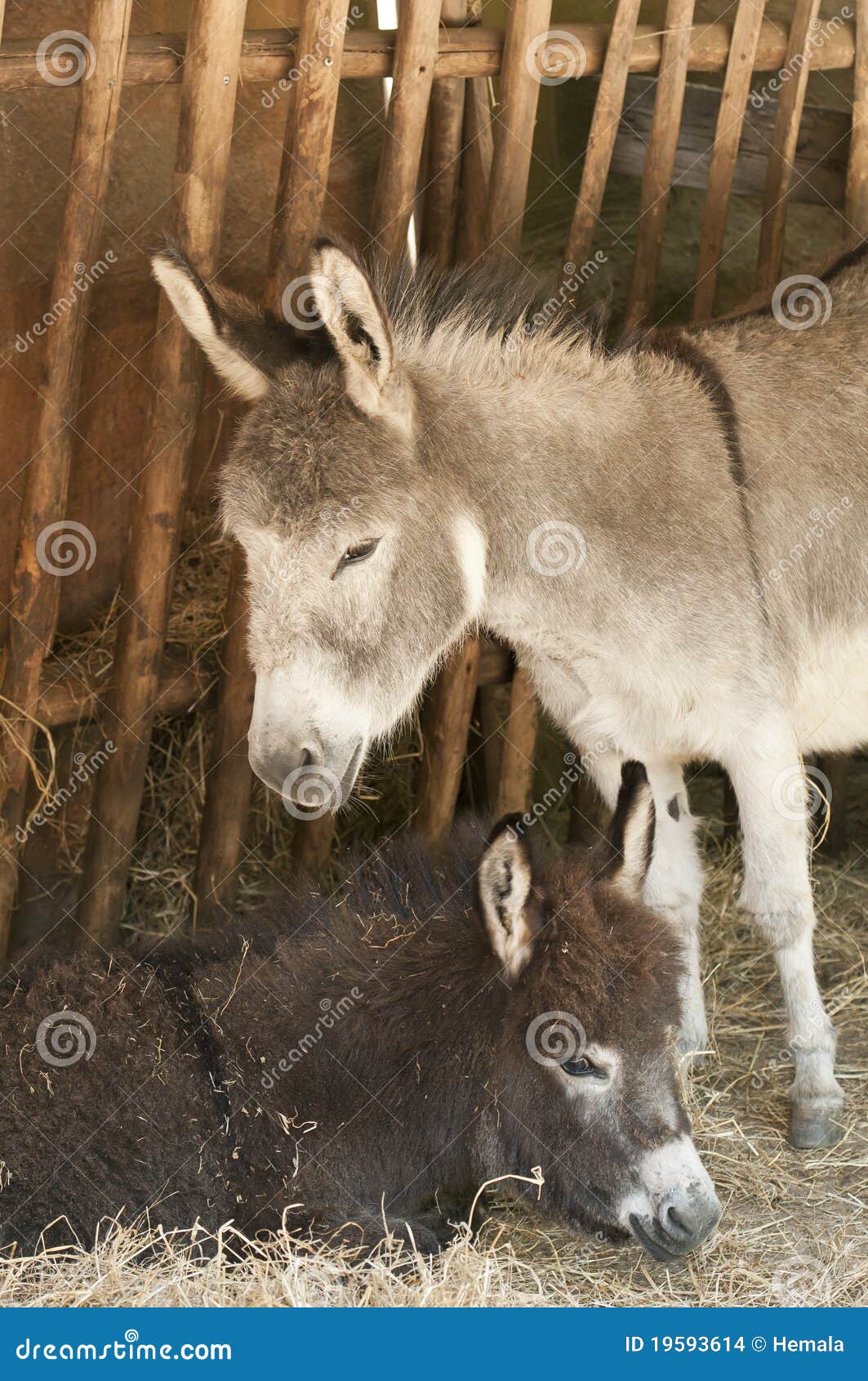 Mohter donkey with baby stock photo. Image of animal - 19593614