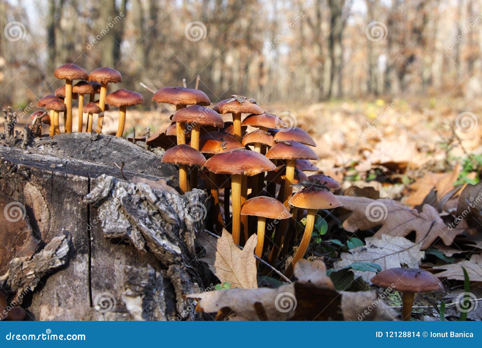 Moignon Envahi Par Champignons De Couche Photo stock - Image of milieux ...