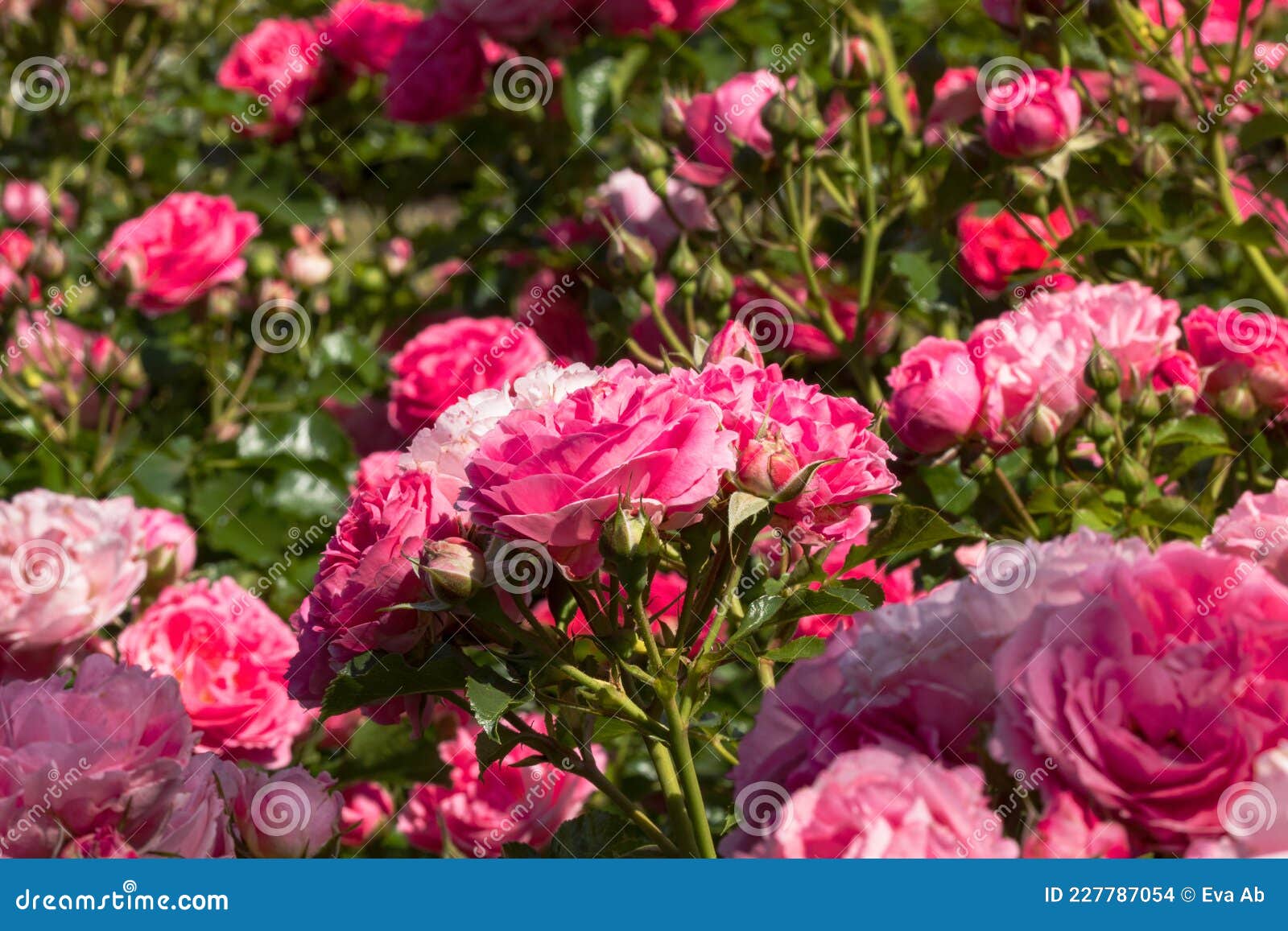 `Moin Moin` - Floribunda Rose in Partial Light Shade from the Right ...
