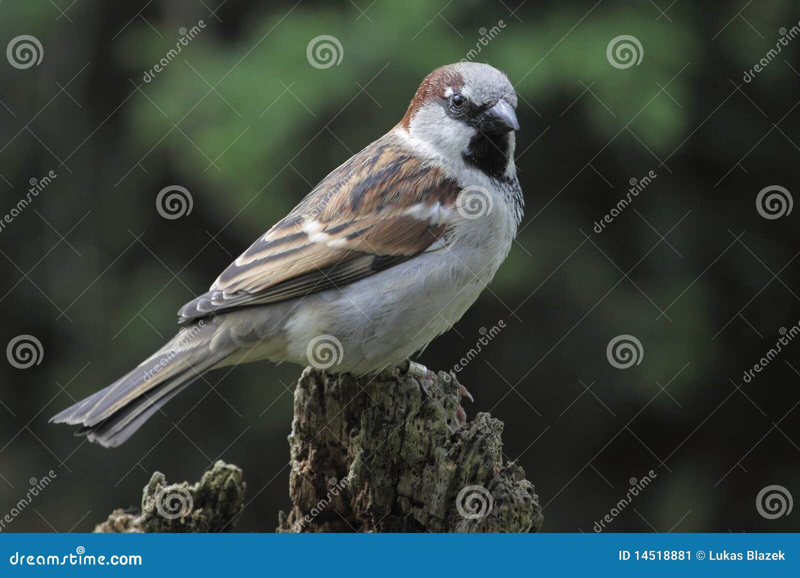 Moineau D'arbre Sur Le Moignon Image stock - Image du moignon, nature ...