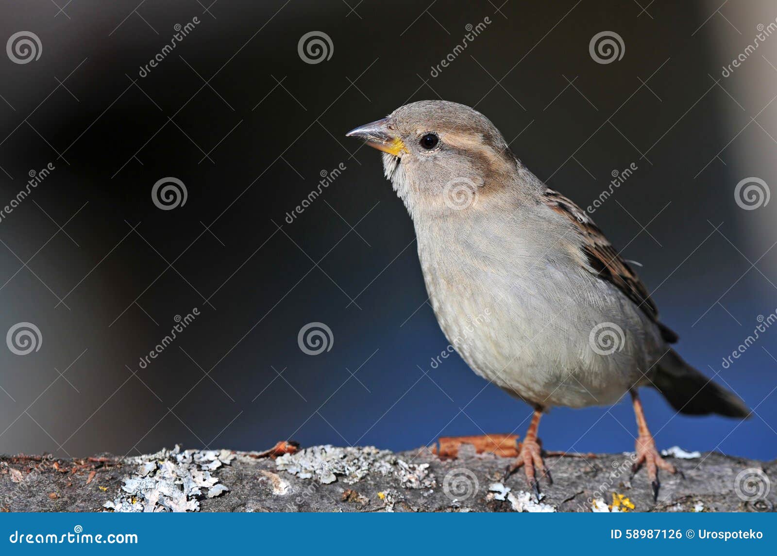 Moineau de Chambre photo stock. Image du petit, clavette - 58987126
