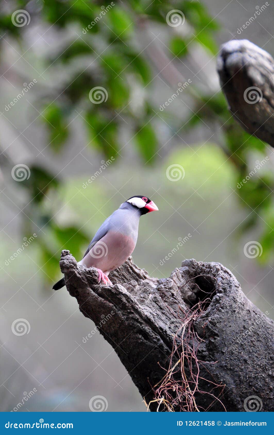Moineau De Java Dans L'arbre Photo stock - Image du pinson ...
